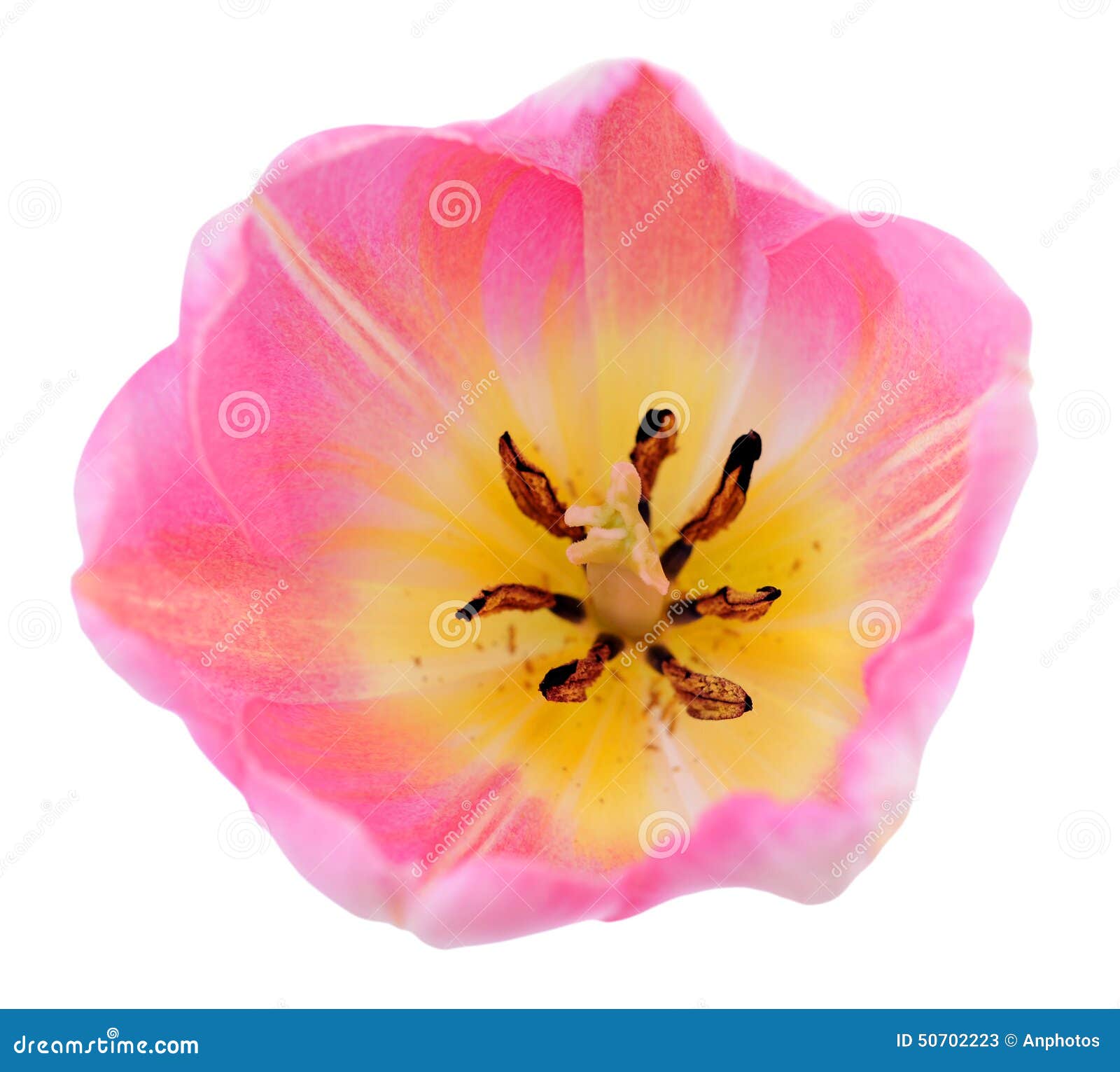 Pink tulip stock image. Image of nature, single, fresh - 50702223
