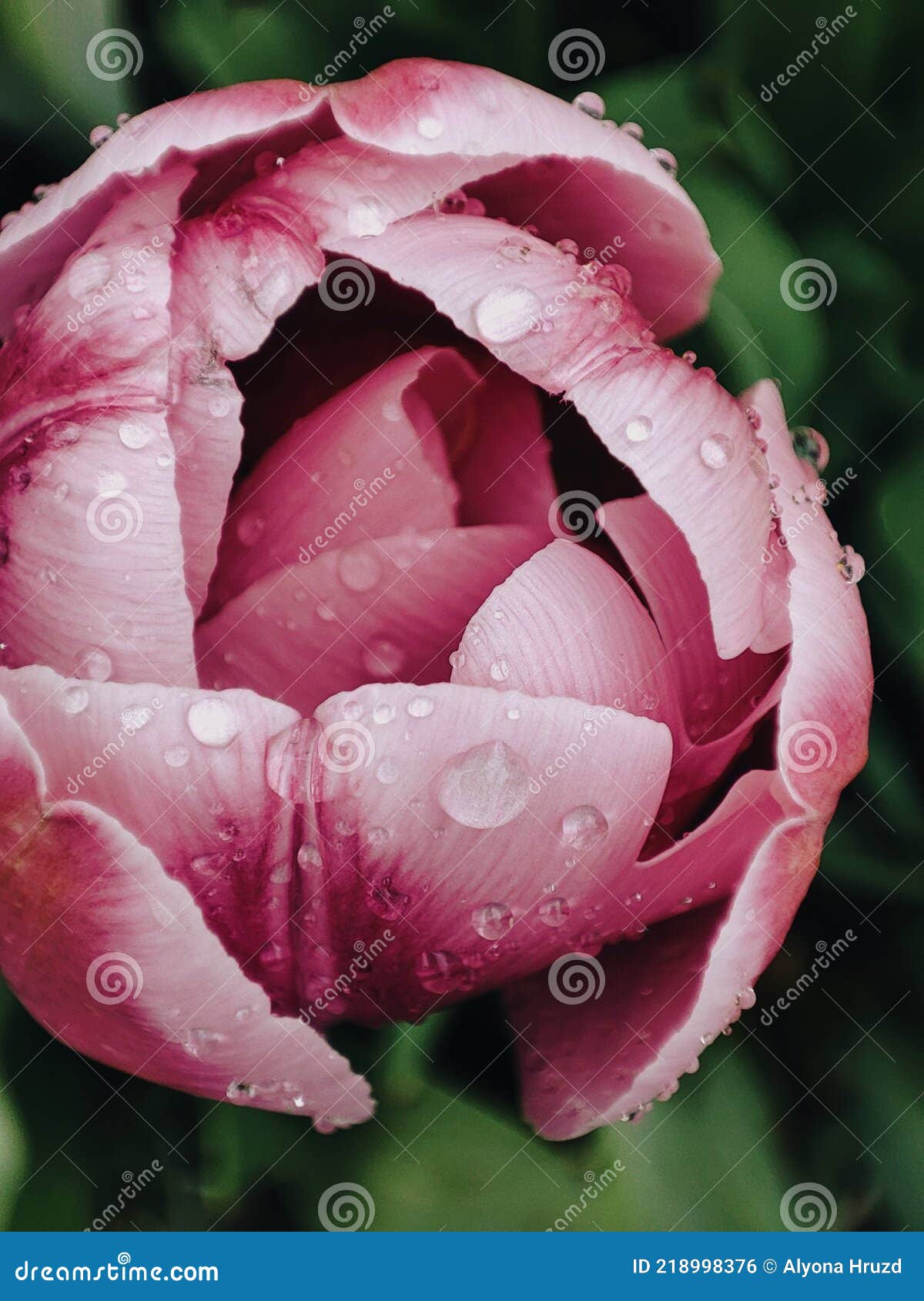 Pink Tulip Spring Screensaver Flowers Stock Photo - Image of organ ...