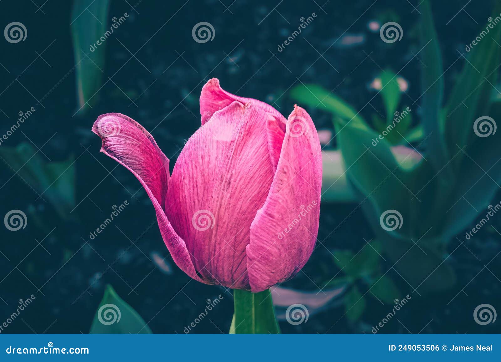 A Pink Tulip Stands Vibrant in the Spring Stock Photo - Image of light ...