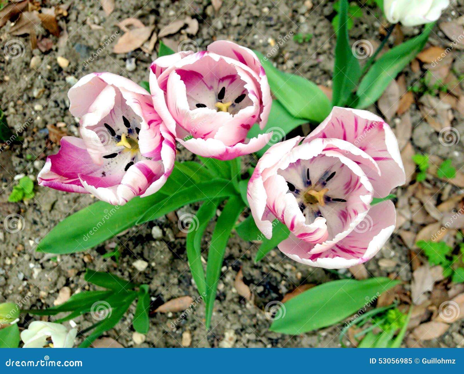 Pink Tulip stock image. Image of spring, color, park - 53056985