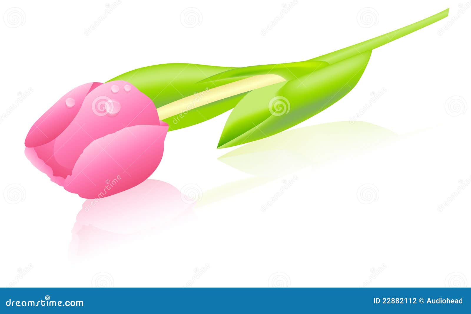 Pink Tulip - Vector stock vector. Illustration of copyspace - 22882112