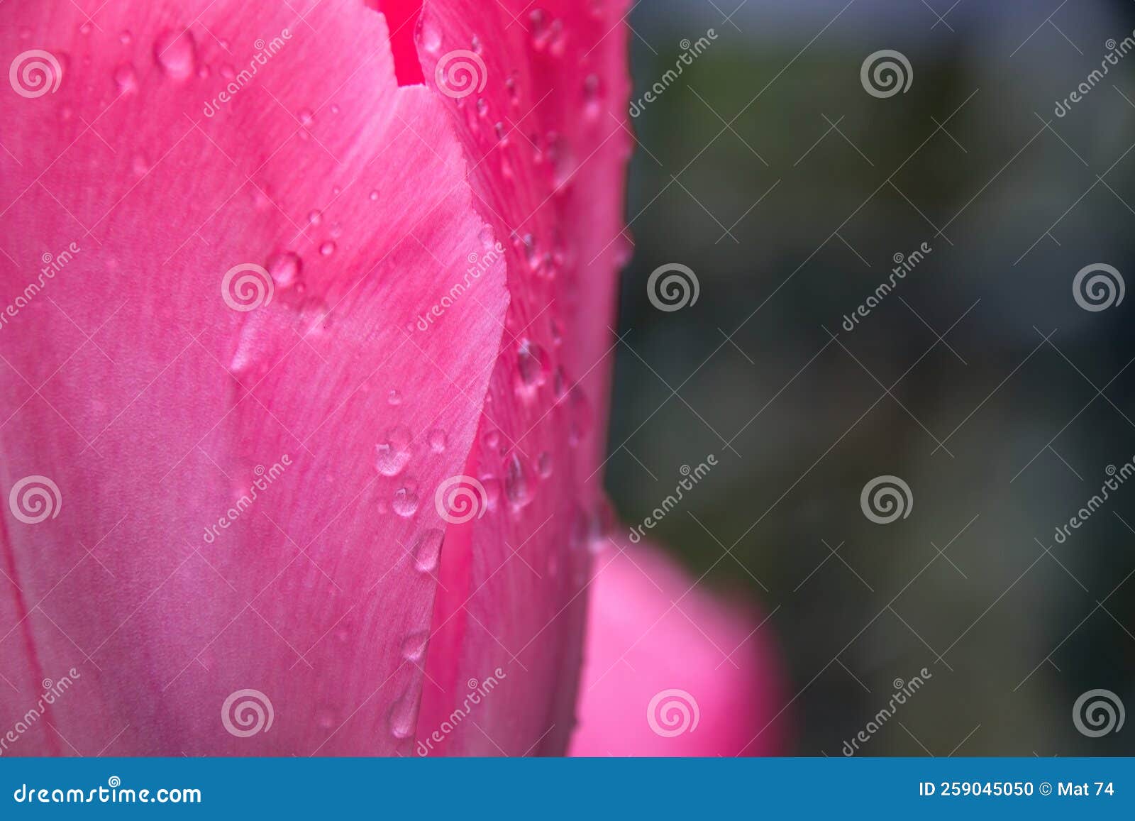 Pink Tulip with Water Drops Stock Photo - Image of bright, abstract ...