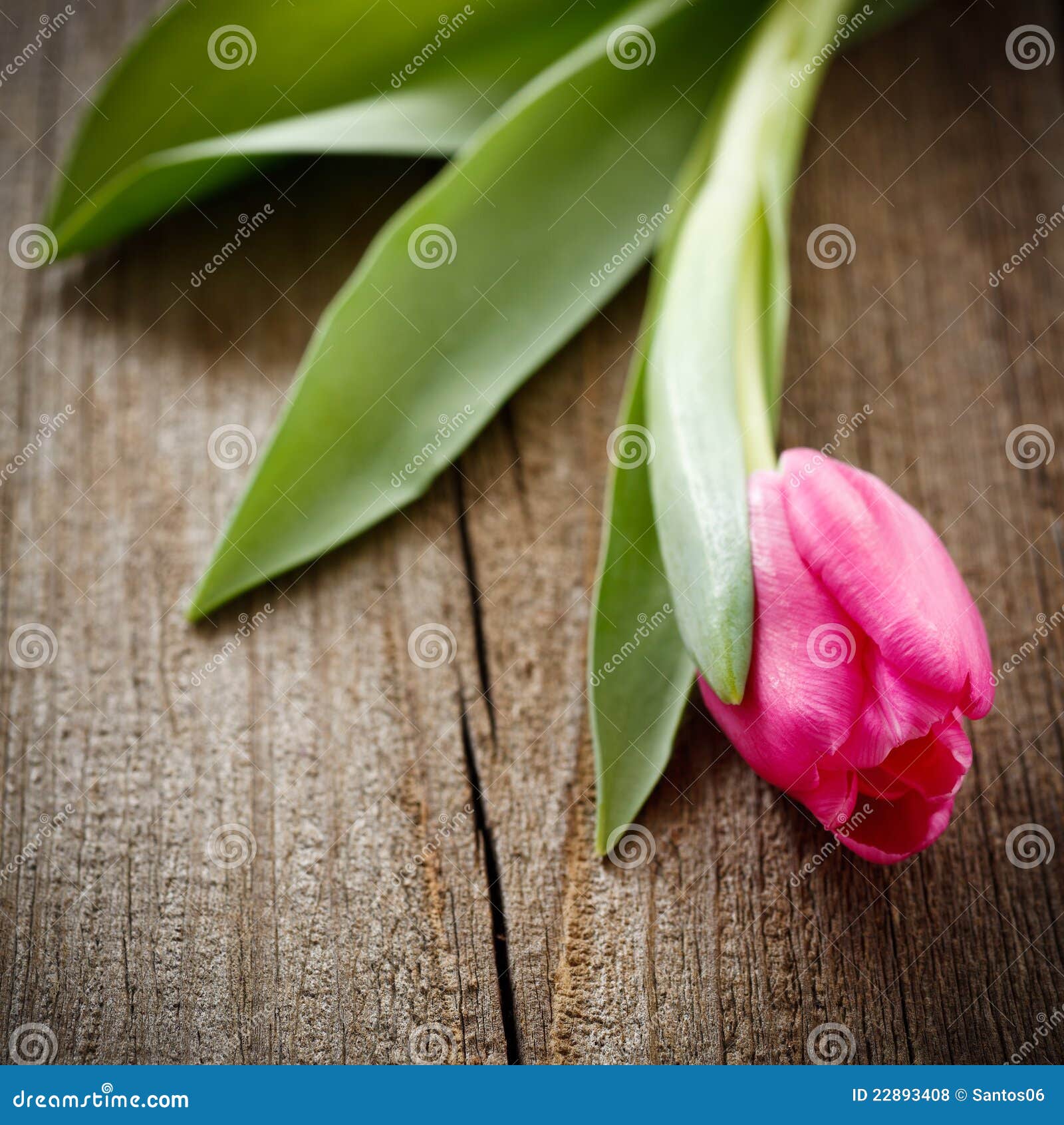 Pink tulip on wooden board stock photo. Image of gently - 22893408
