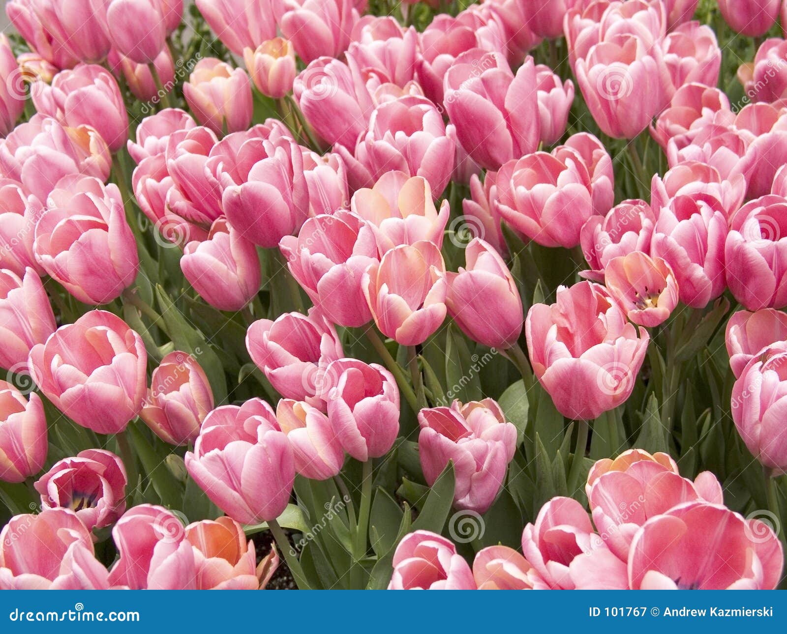 Pink Tulips stock image. Image of outdoor, background, detail - 101767