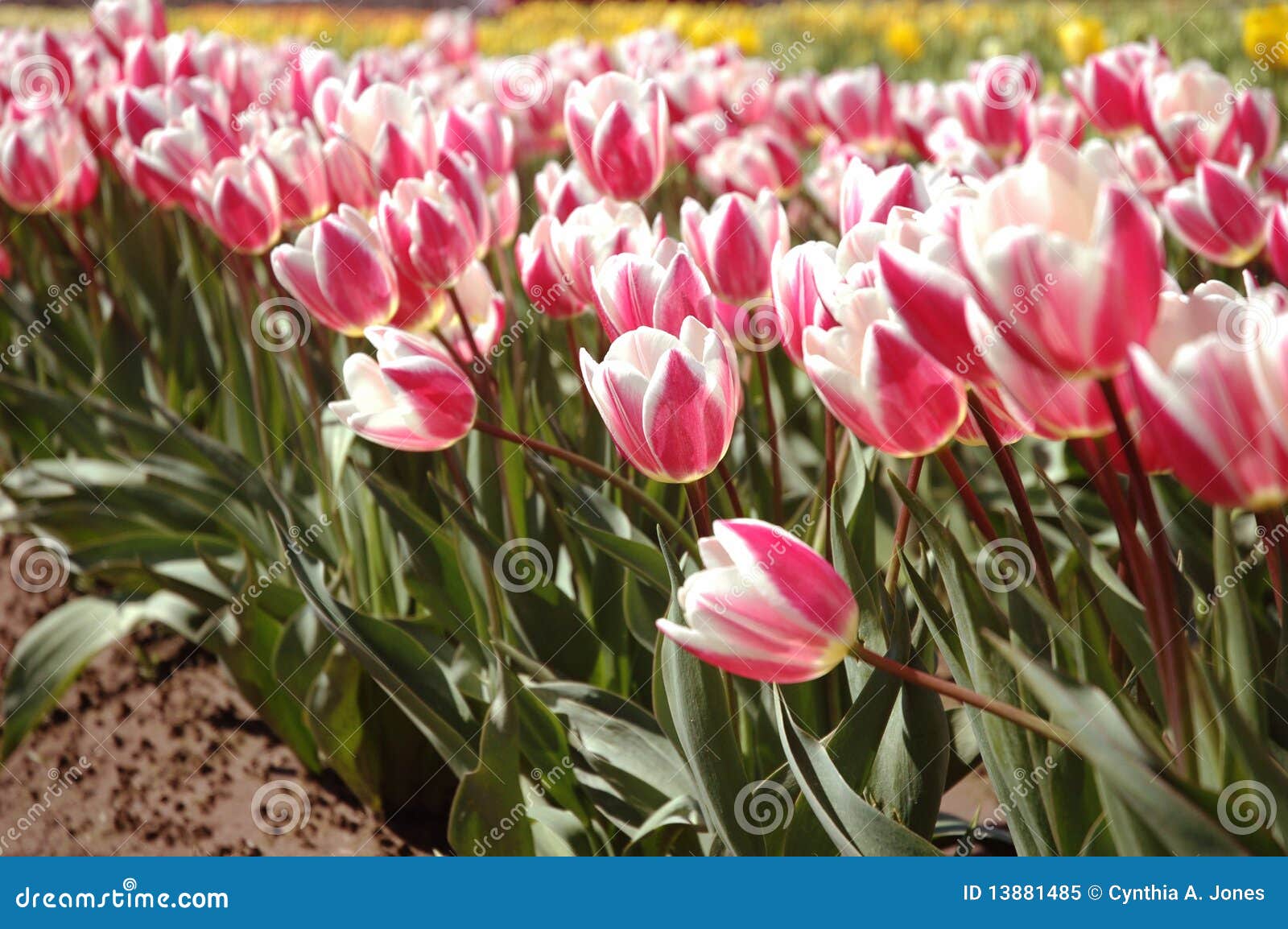 Pink Tulips stock image. Image of propagation, picking - 13881485