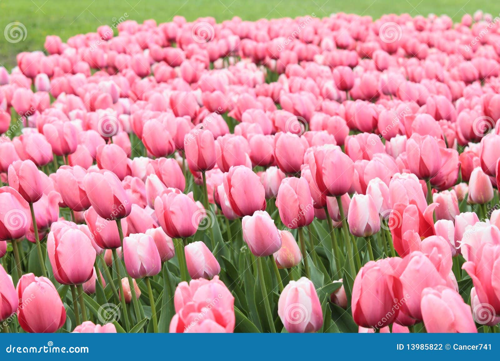 Pink Tulip Flowers in Bloom Stock Photo - Image of receding, beautiful ...