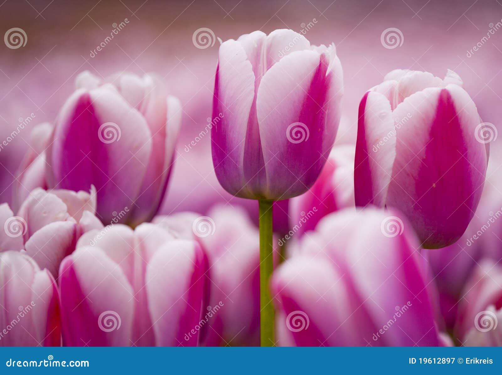 Pink tulips stock image. Image of colored, field, park - 19612897