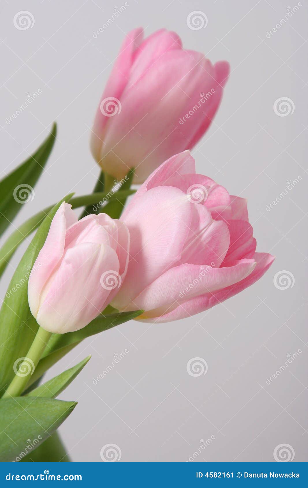 Rosa Fotavtrykk Utklipp