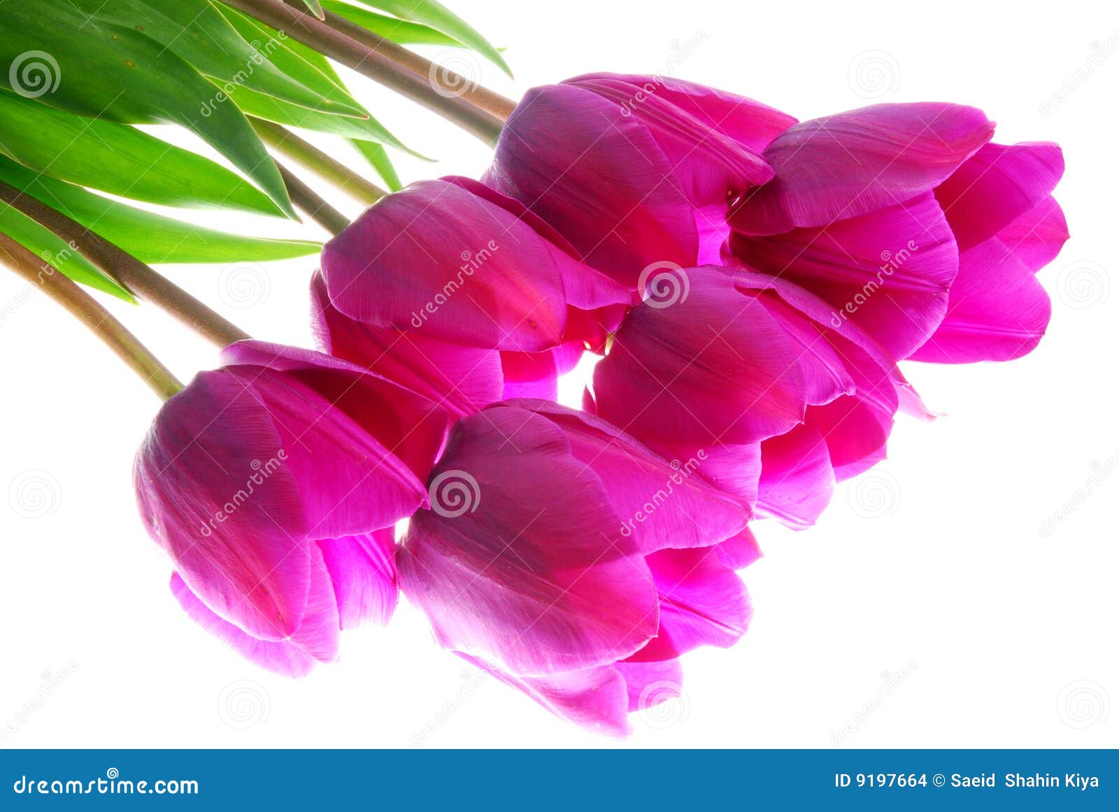 Pink tulips stock photo. Image of nature, pretty, vivid - 9197664