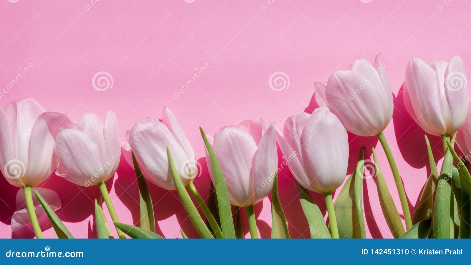 Pink Tulips on Pink Background - Spring Banner Stock Photo - Image of ...