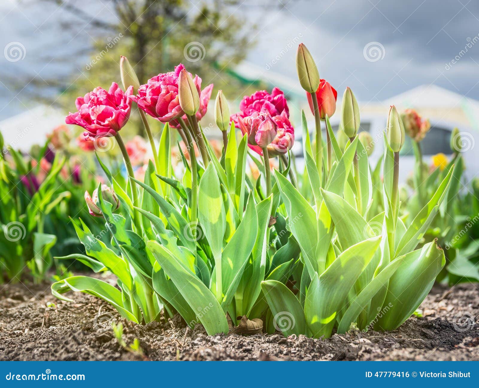 Pink Tulips on Bed in Sunshine Over Sky Stock Photo - Image of bright ...