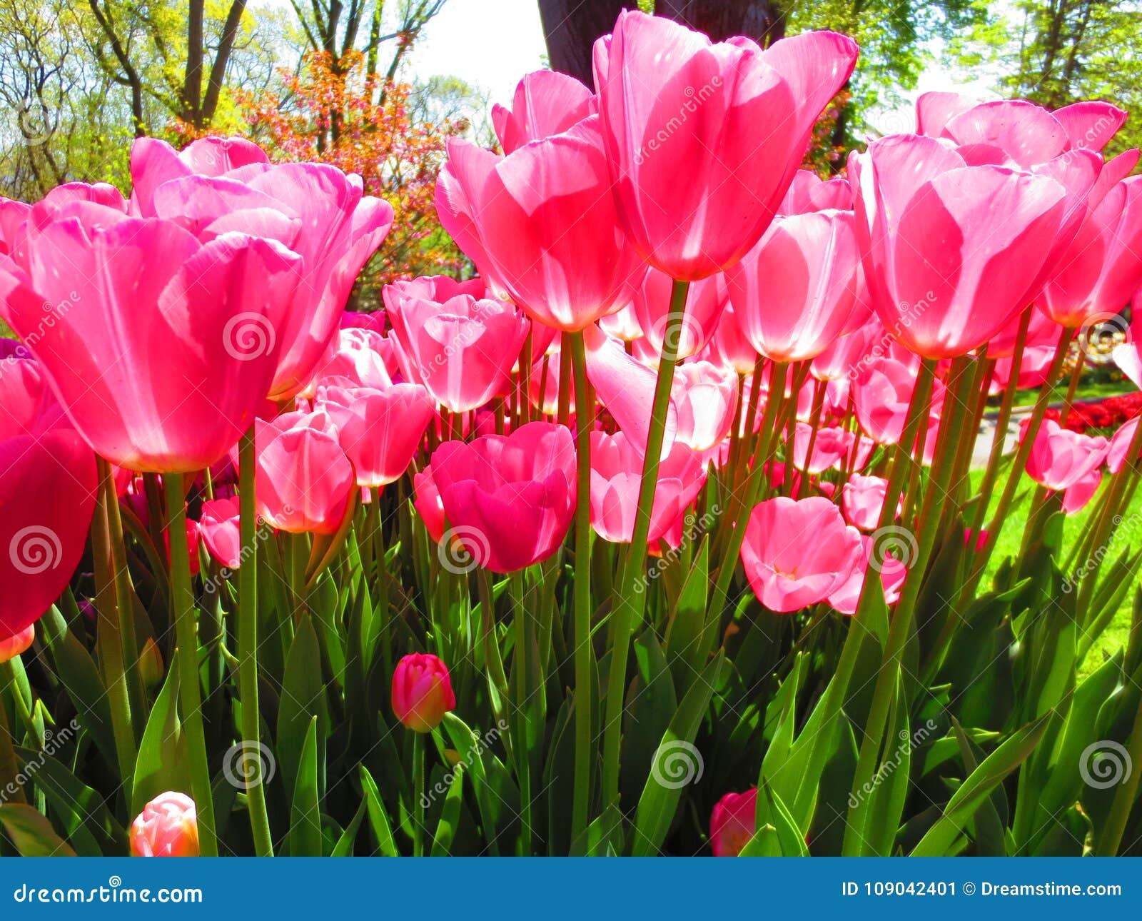 Pink tulips stock image. Image of emirgan, flowers, floristry - 109042401