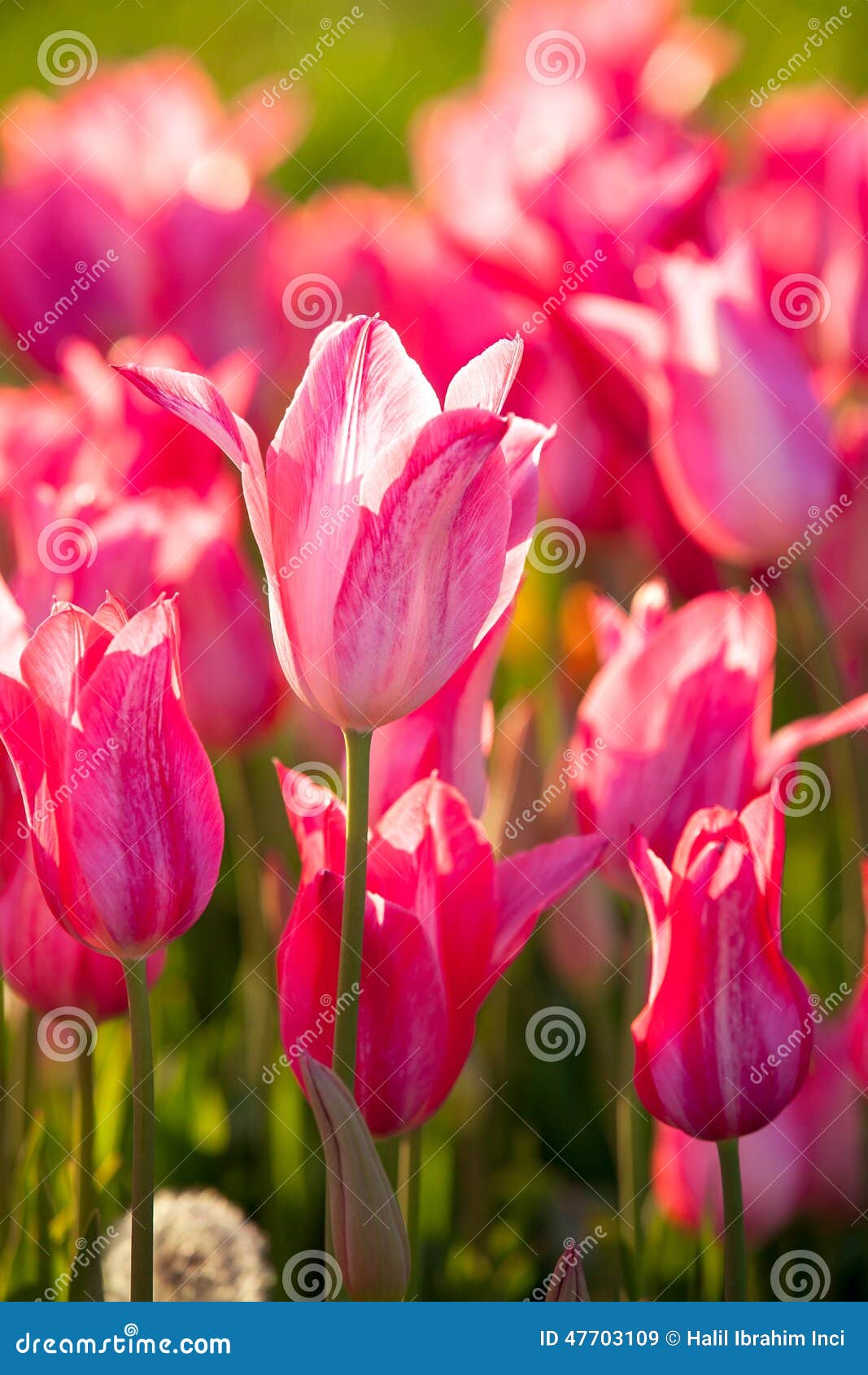 Pink tulips stock image. Image of engage, colorful, beautiful - 47703109