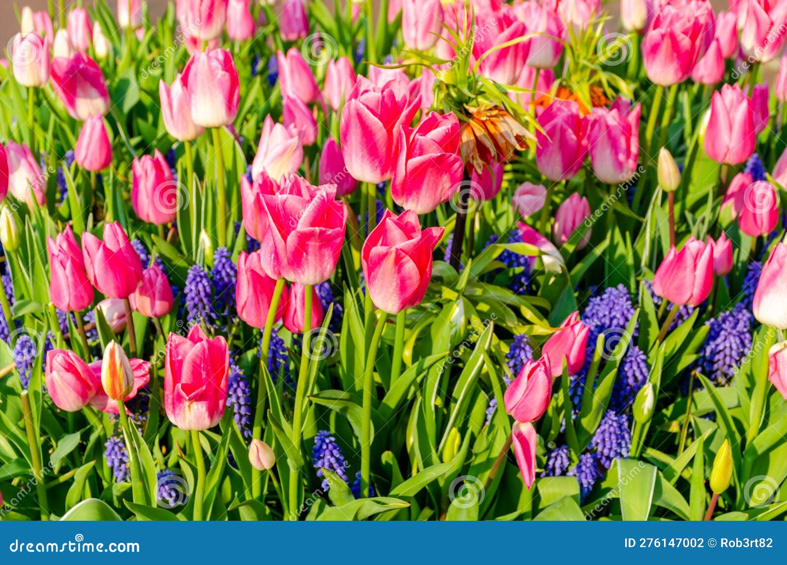 Pink Tulips and Blue Muscari Hyacinth Flowers. Stock Photo - Image of ... Pink Tulips and Blue Muscari Hyacinth Flowers. Stock Photo - Image of ...