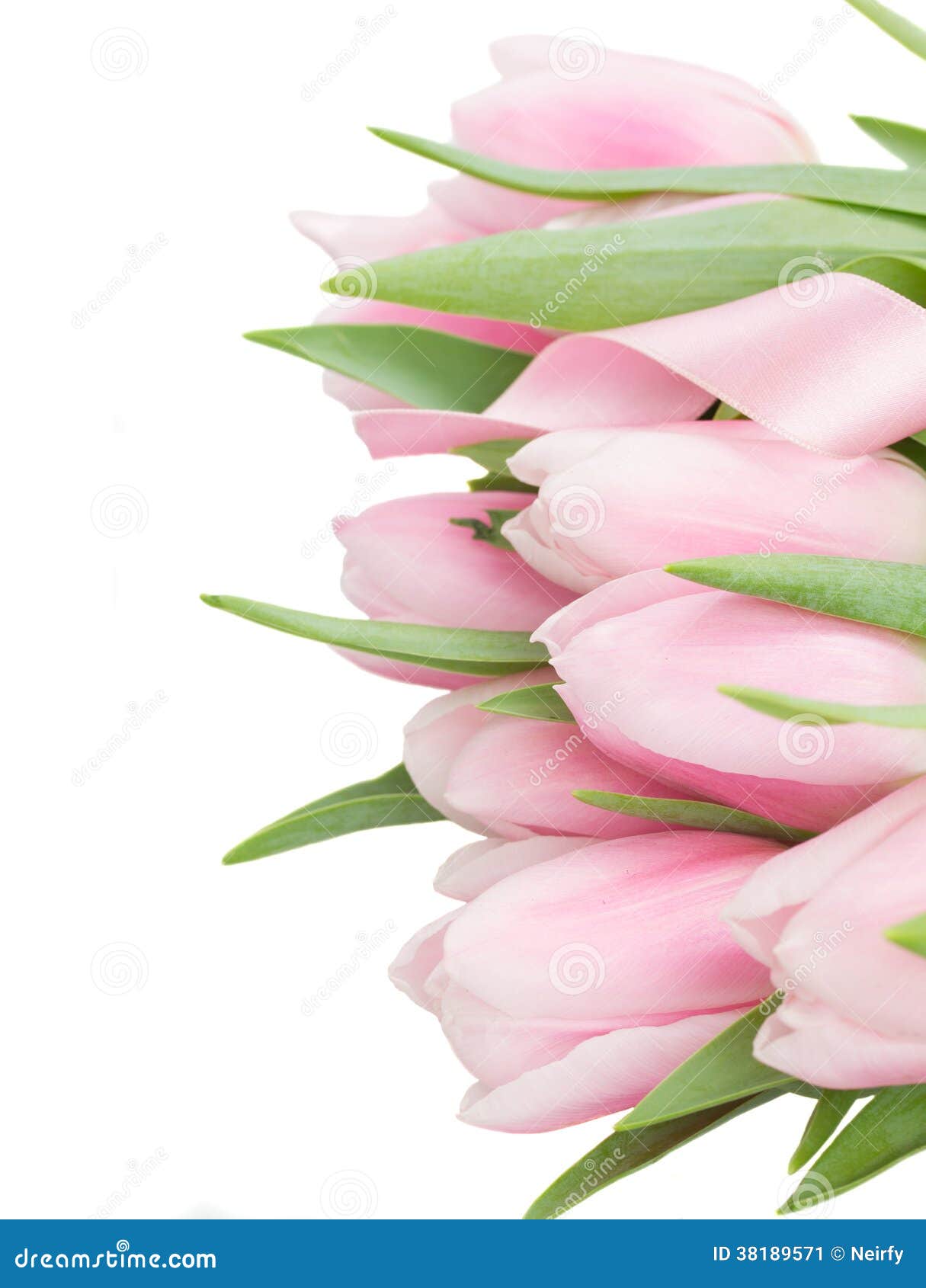 Pink tulips border stock image. Image of nature, tulip - 38189571