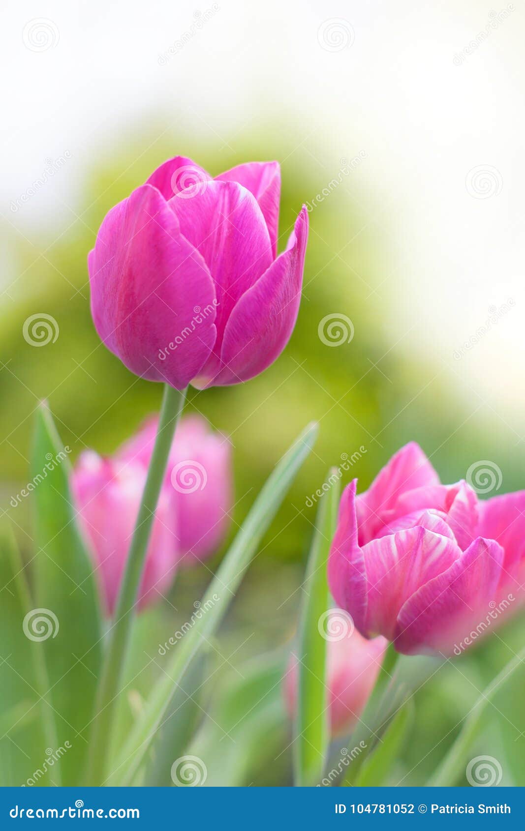 Pink tulips border page stock photo. Image of border - 104781052