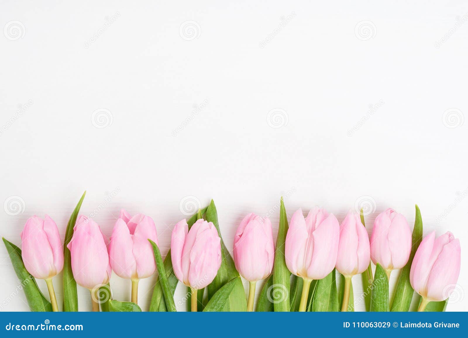 Pink Tulips Border on White Background. Copy Space Stock Image - Image ...