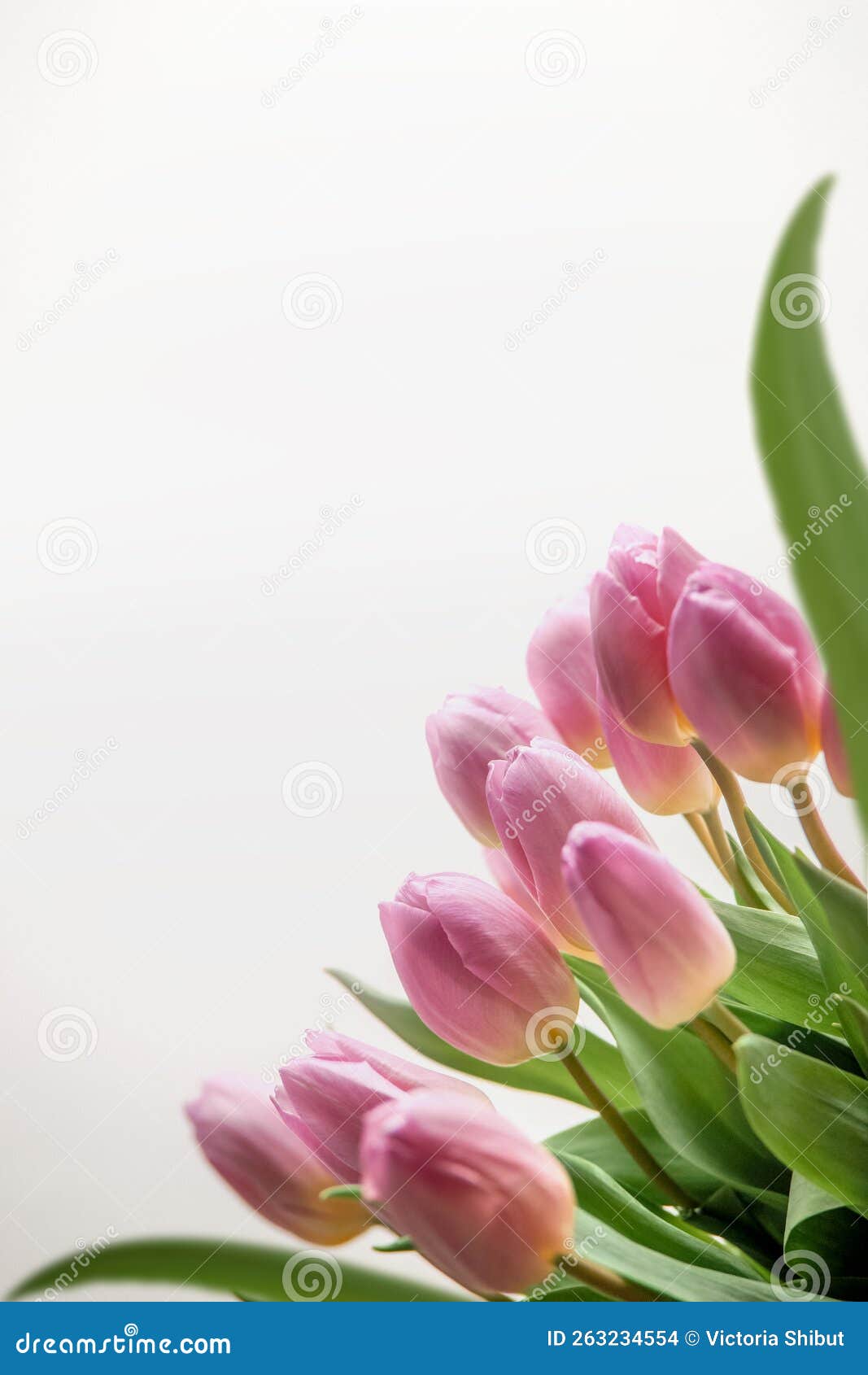 Pink Tulips Border at White Background. Springtime Flowers Stock Photo ...