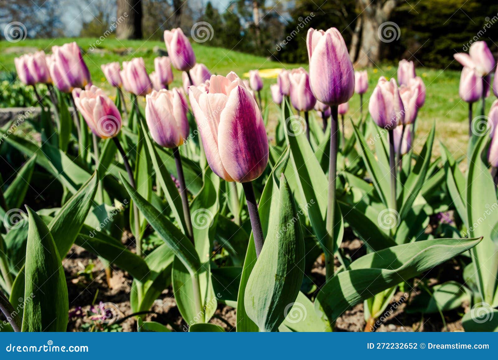 Tulips, spring flowers stock photo. Image of plant, wildflower - 272232652