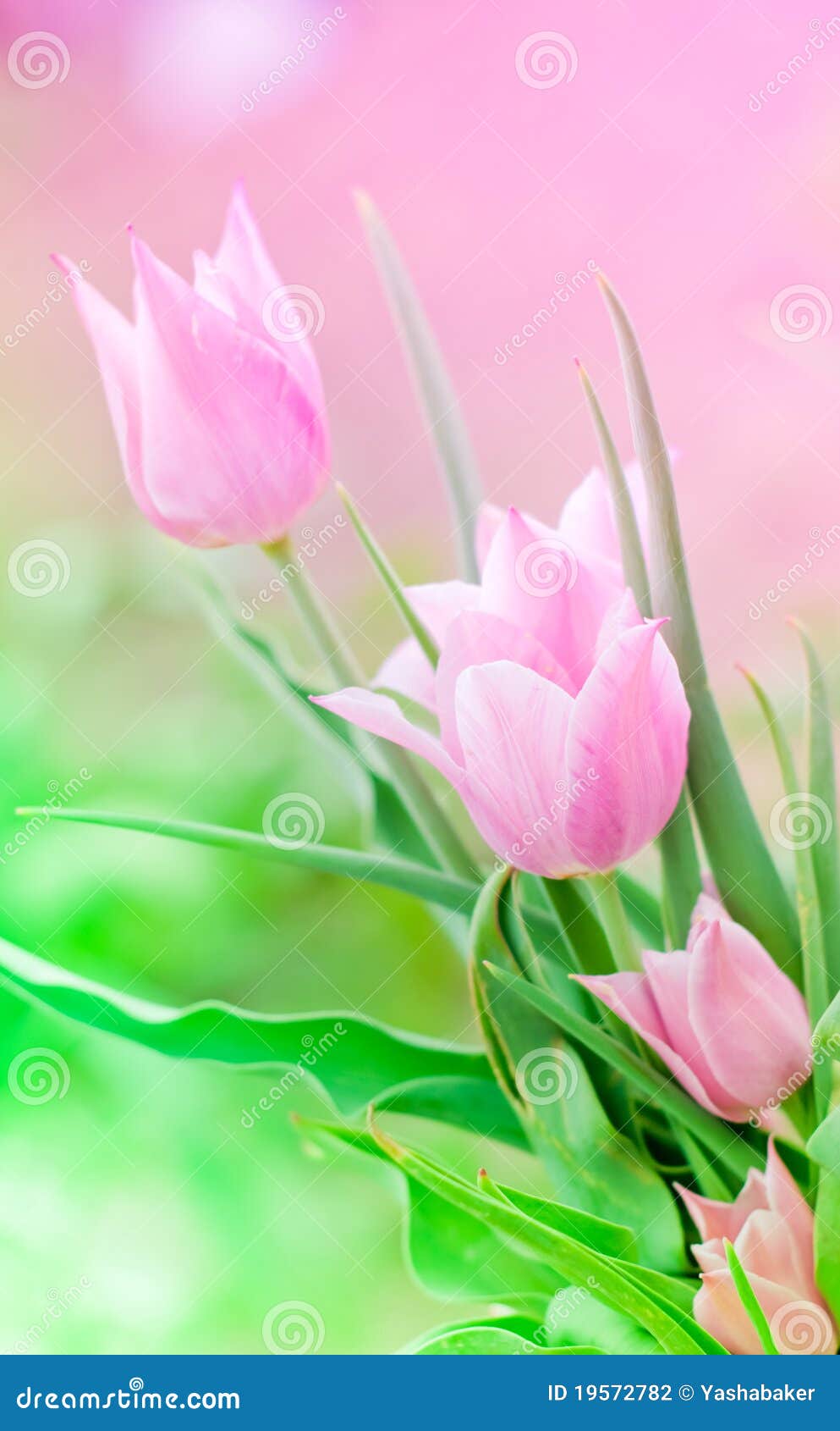 Pink tulips in a bunch stock photo. Image of flower, grass - 19572782