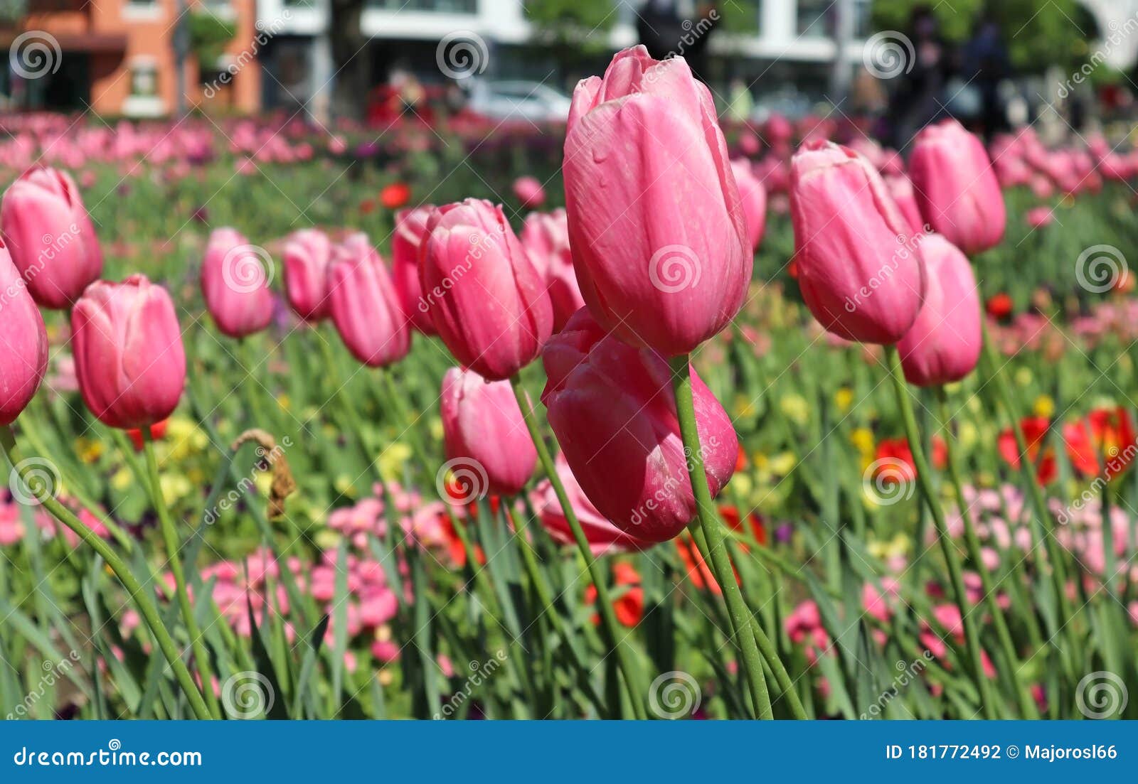 Pink Tulips in the City Park Spring Time Stock Photo - Image of park ...