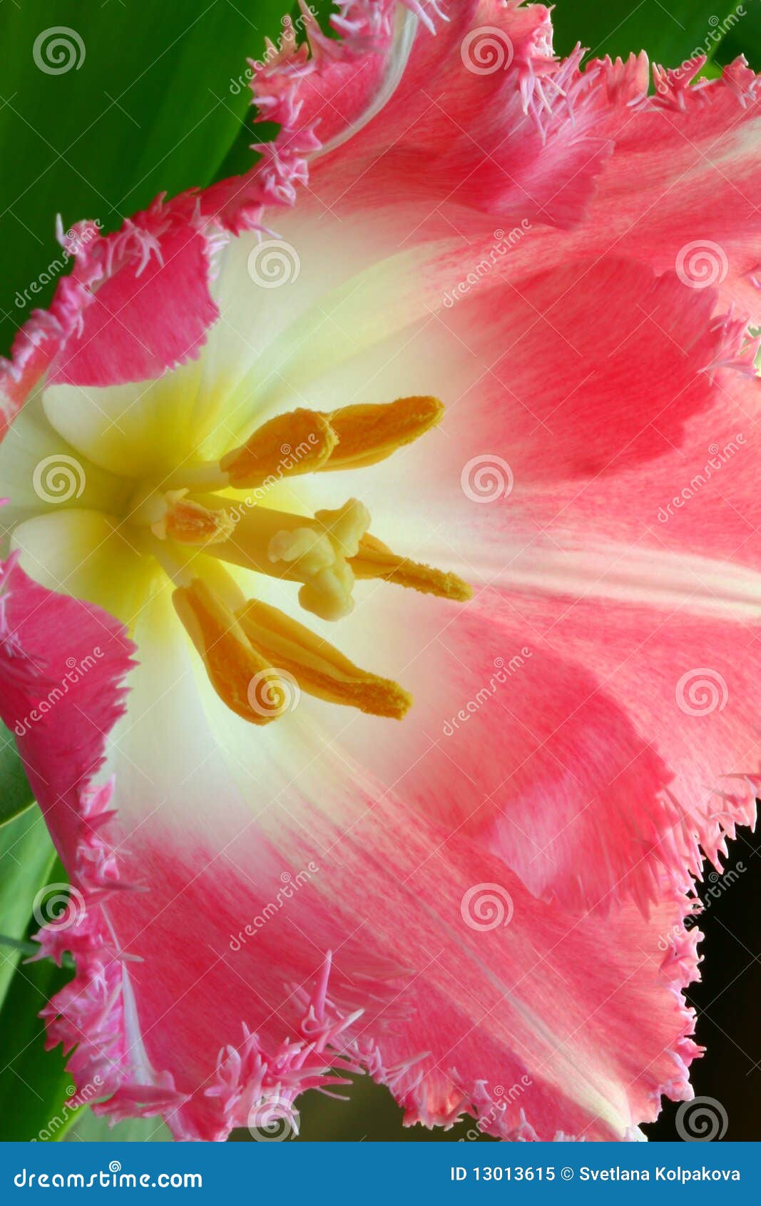 Pink tulips close-up stock image. Image of flora, flower - 13013615