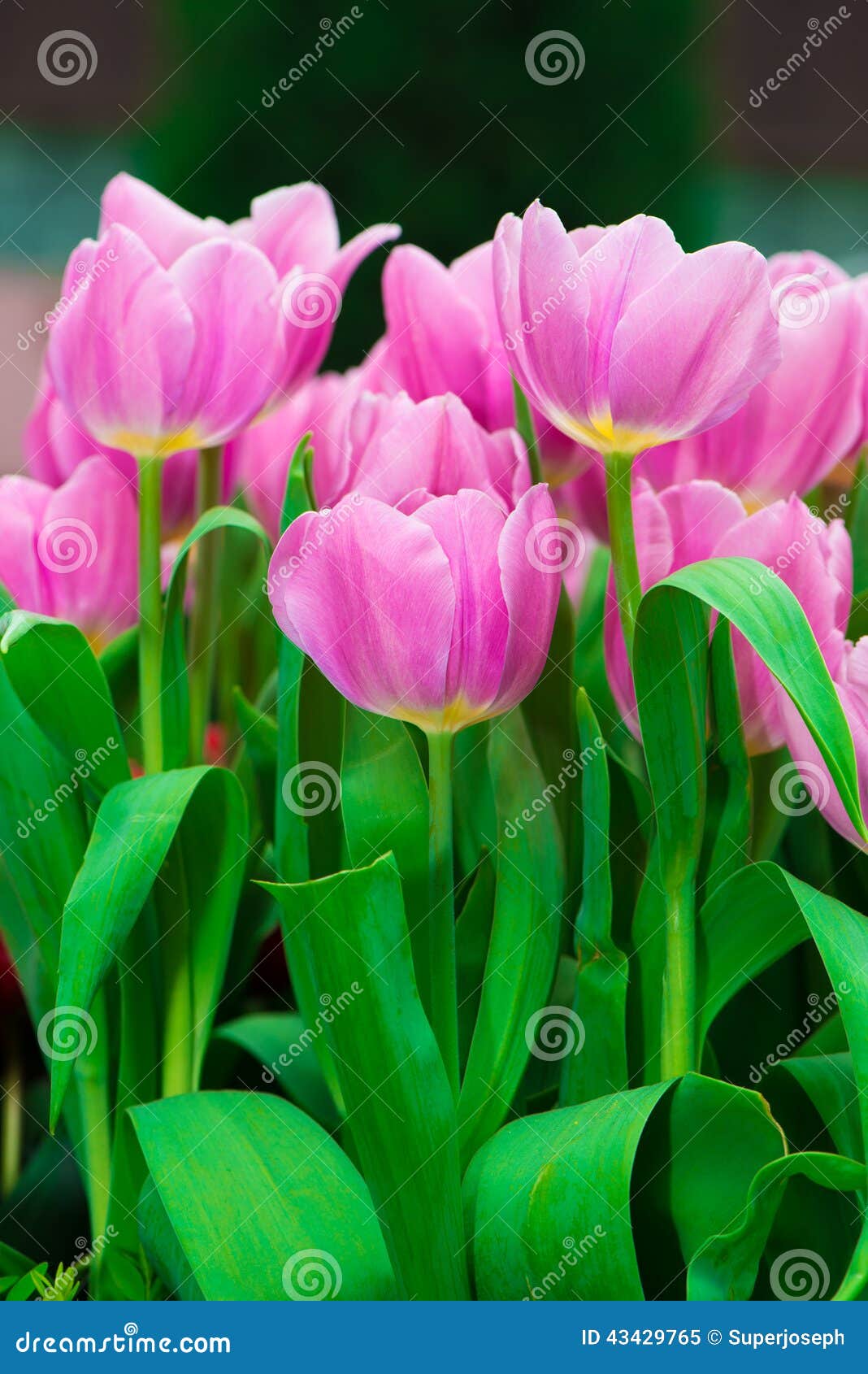 Pink tulips stock image. Image of nature, purple, scene - 43429765