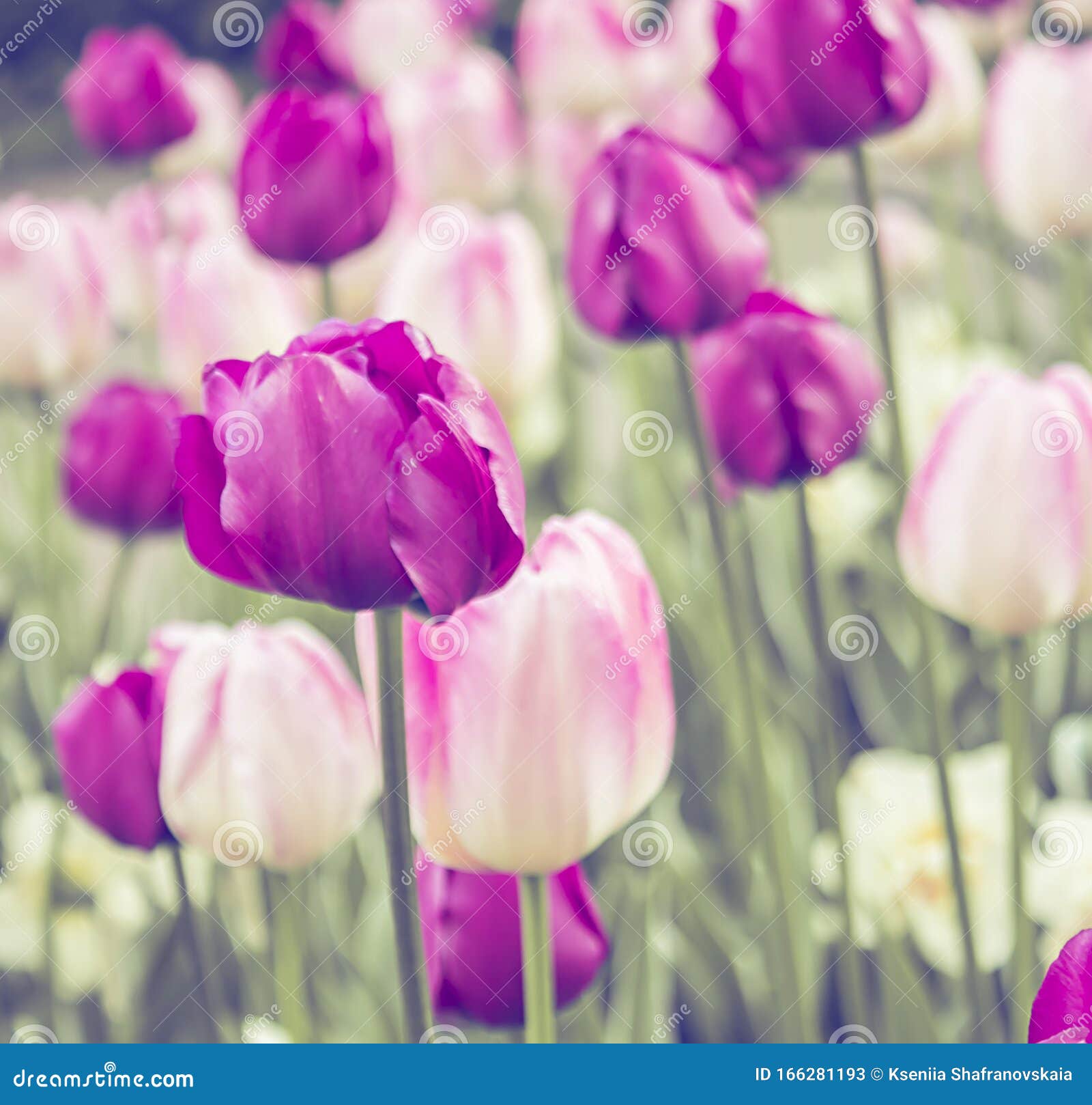 Pink Tulips of Different Varieties, Spring Meadow Background Stock ...