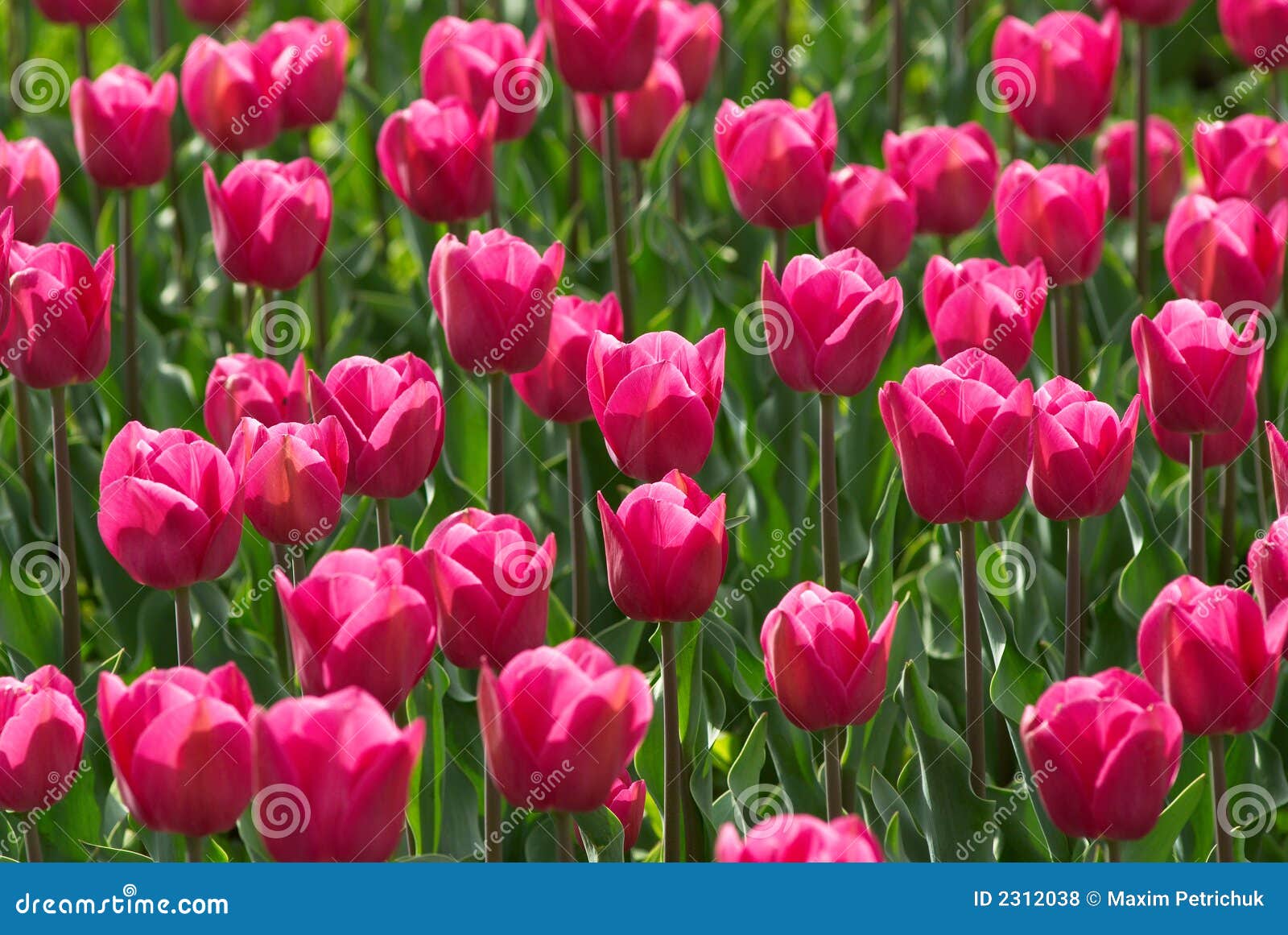 Pink tulips field stock photo. Image of beauty, meadow - 2312038