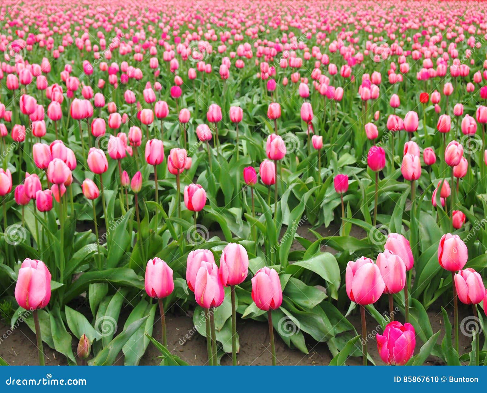 Pink tulips field stock photo. Image of flower, nature - 85867610