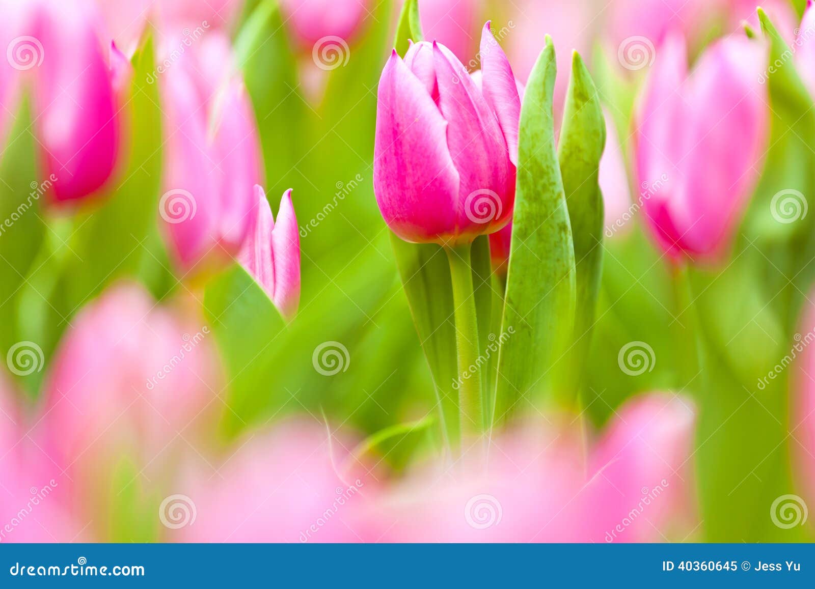 Pink Tulips Field in Spring Stock Image - Image of beauty, bunch: 40360645