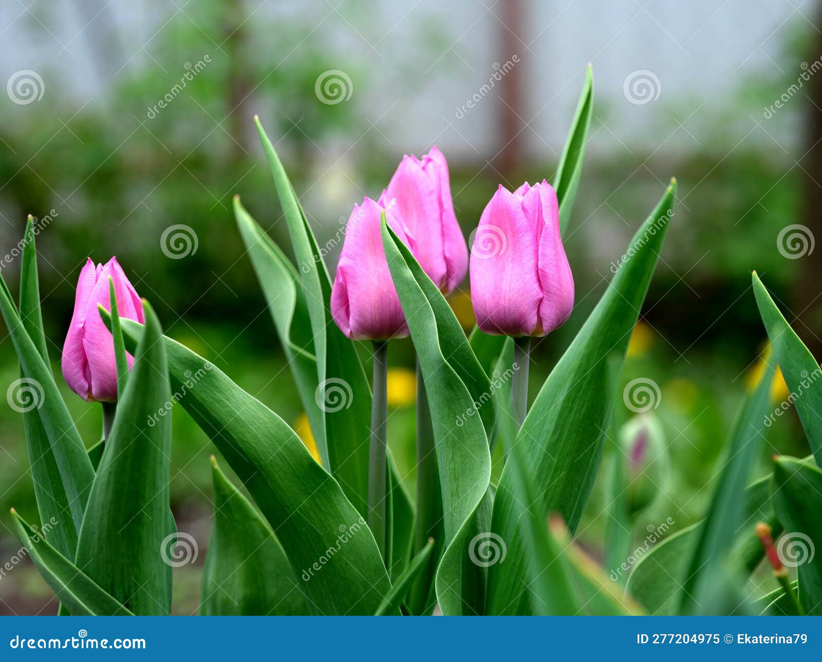 Pink Tulips Flowering in the Garden Stock Image - Image of plant, green ...