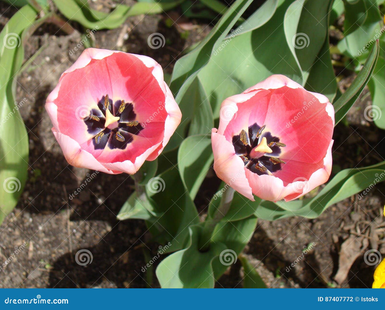 Pink tulips front the top stock photo. Image of garden - 87407772