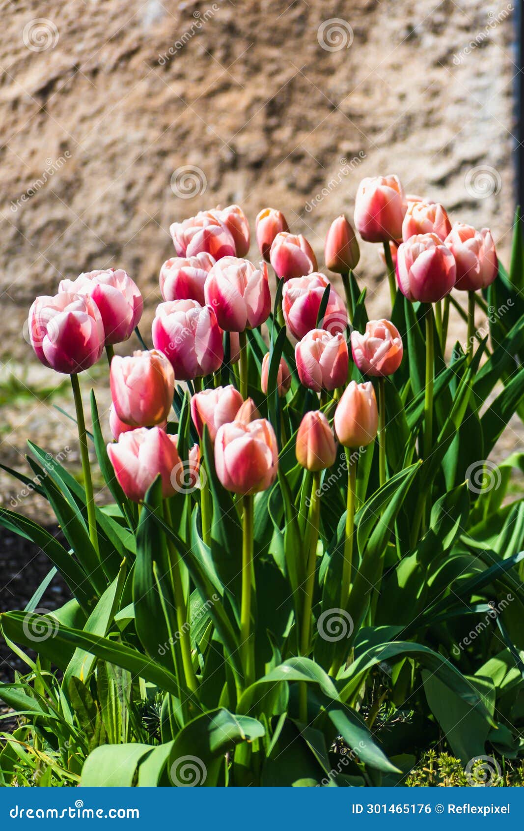 Pink Tulips in the Ground in a Garden at Springtime Stock Photo - Image ...