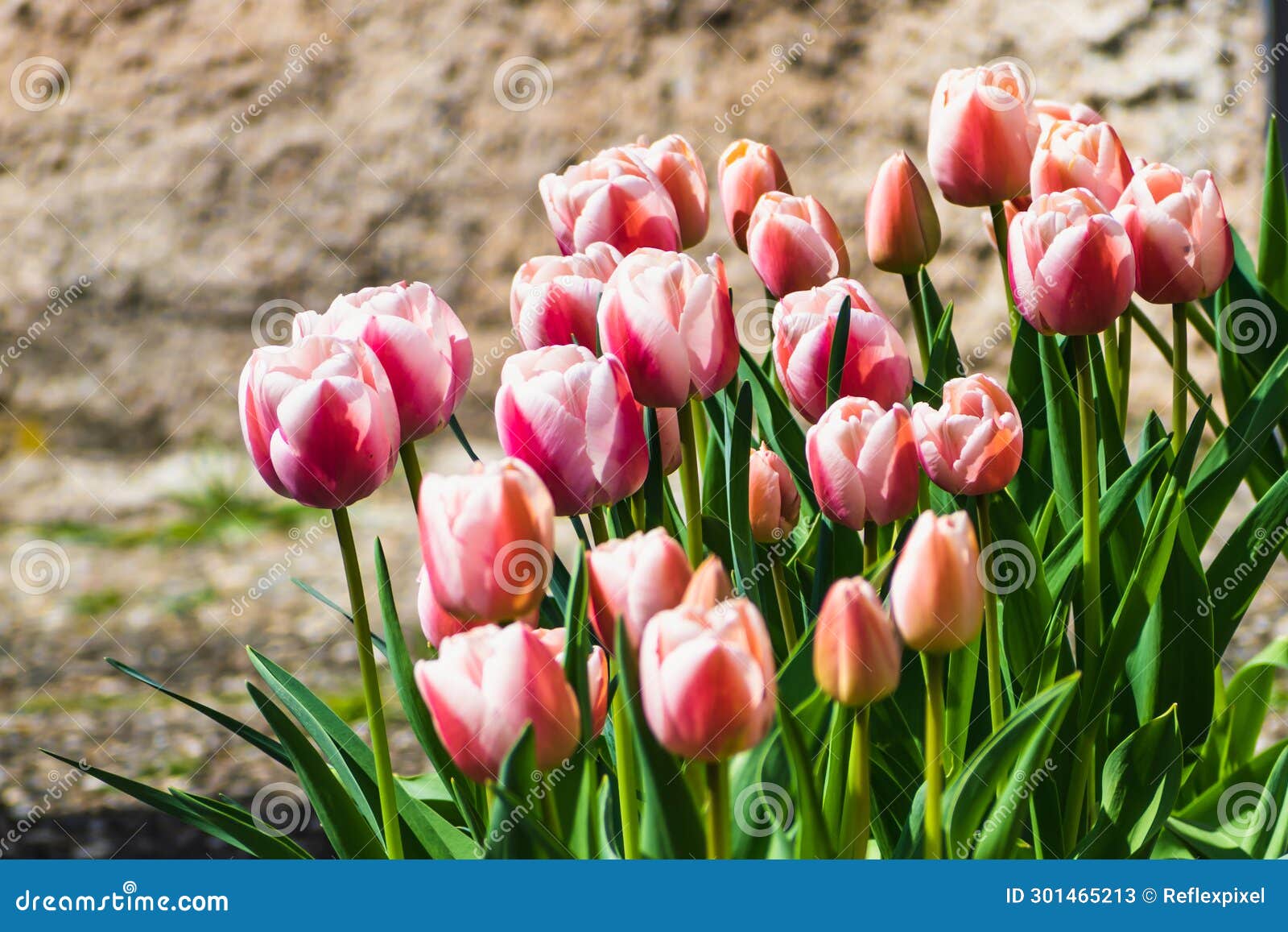Pink Tulips in the Ground in a Garden at Springtime Stock Image - Image ...