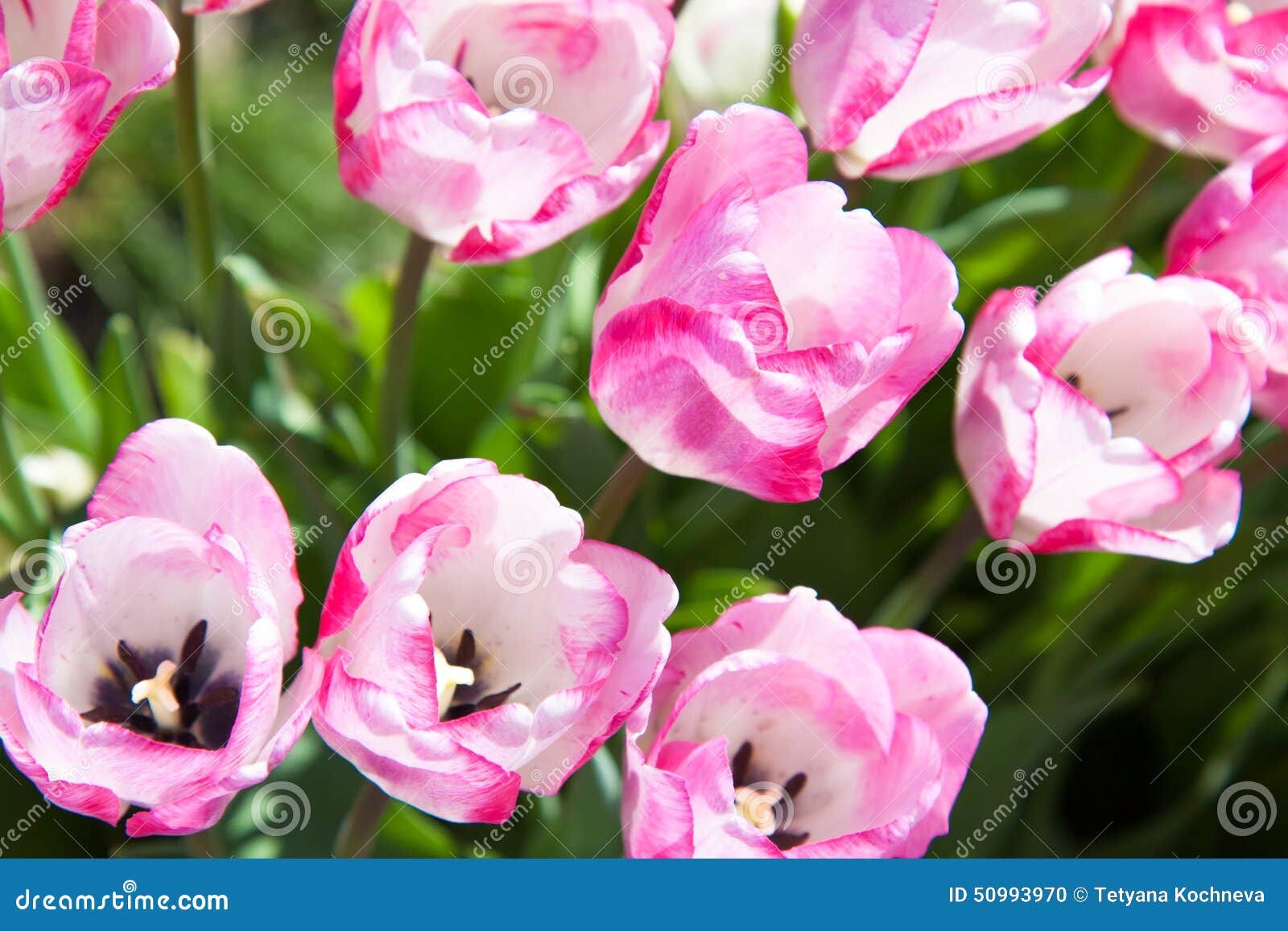 Pink Tulips Growing in Garden Stock Photo - Image of meadow, fresh ...