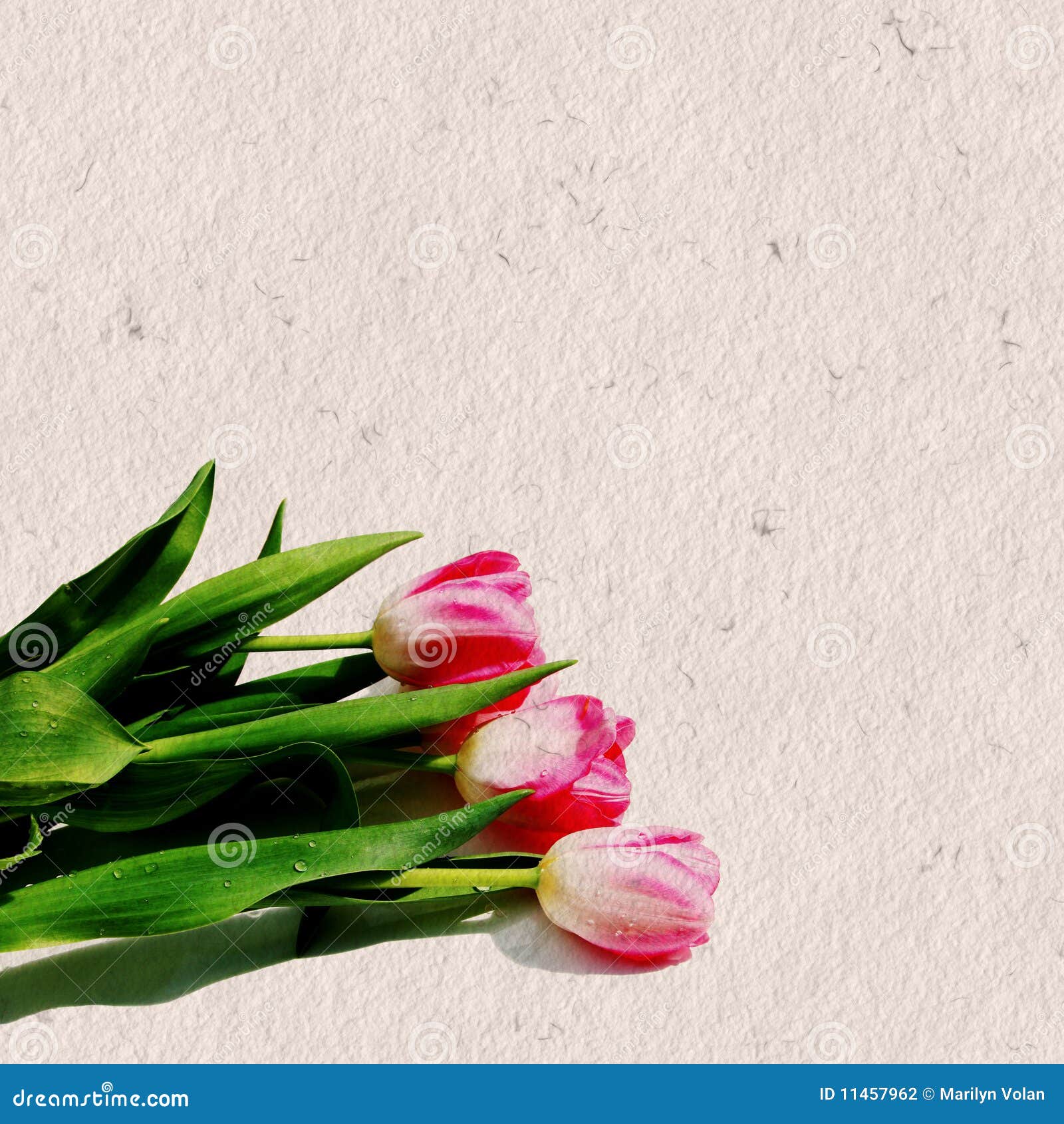 Pink Tulips on Paper stock photo. Image of colourful - 11457962