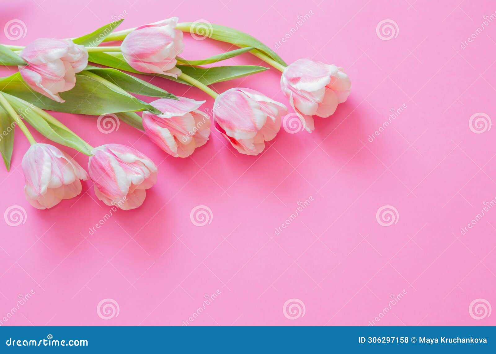 Pink Tulips on Pink Paper Background Stock Photo - Image of beautiful ...