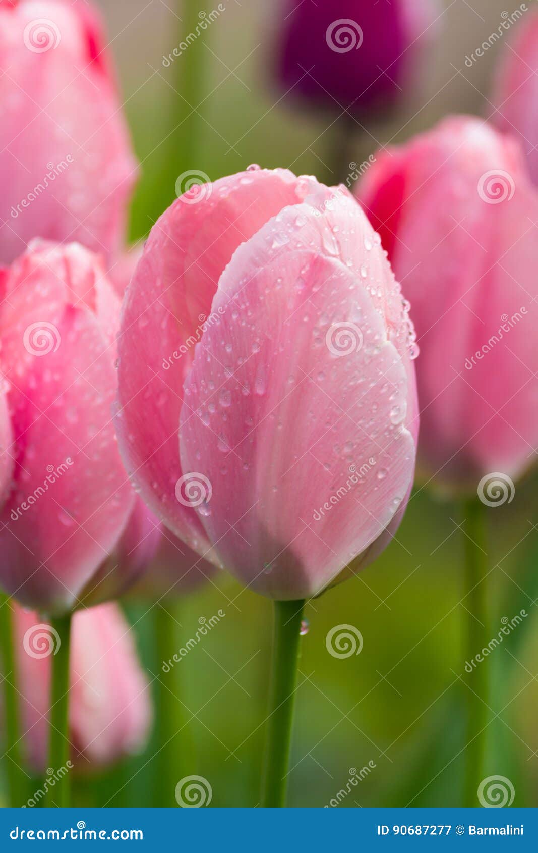 Pink Tulips after Rain with Rain Drops Close-up Stock Image - Image of ...