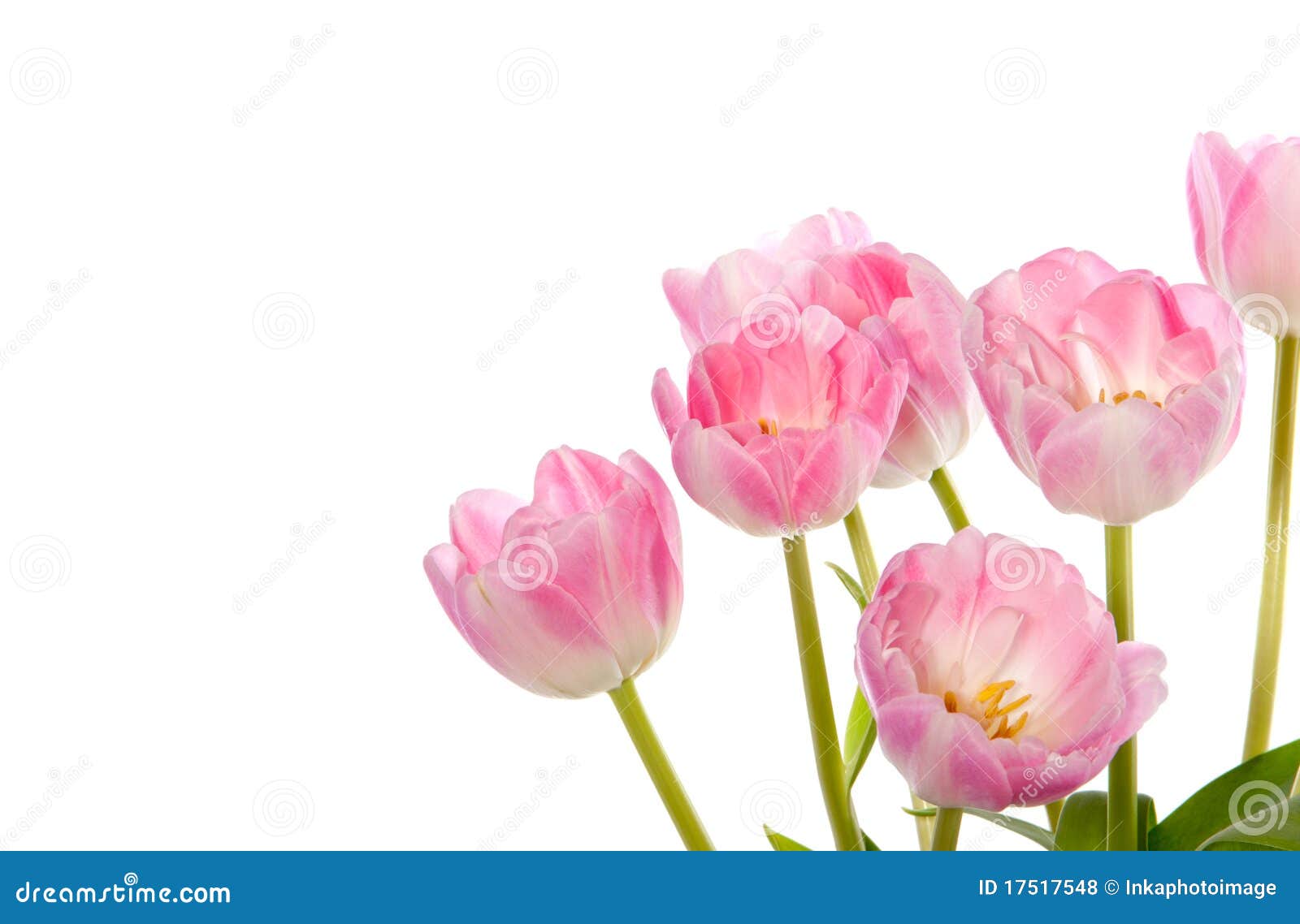 Pink Tulips in the Right Corner Stock Photo - Image of classic, bunch ...