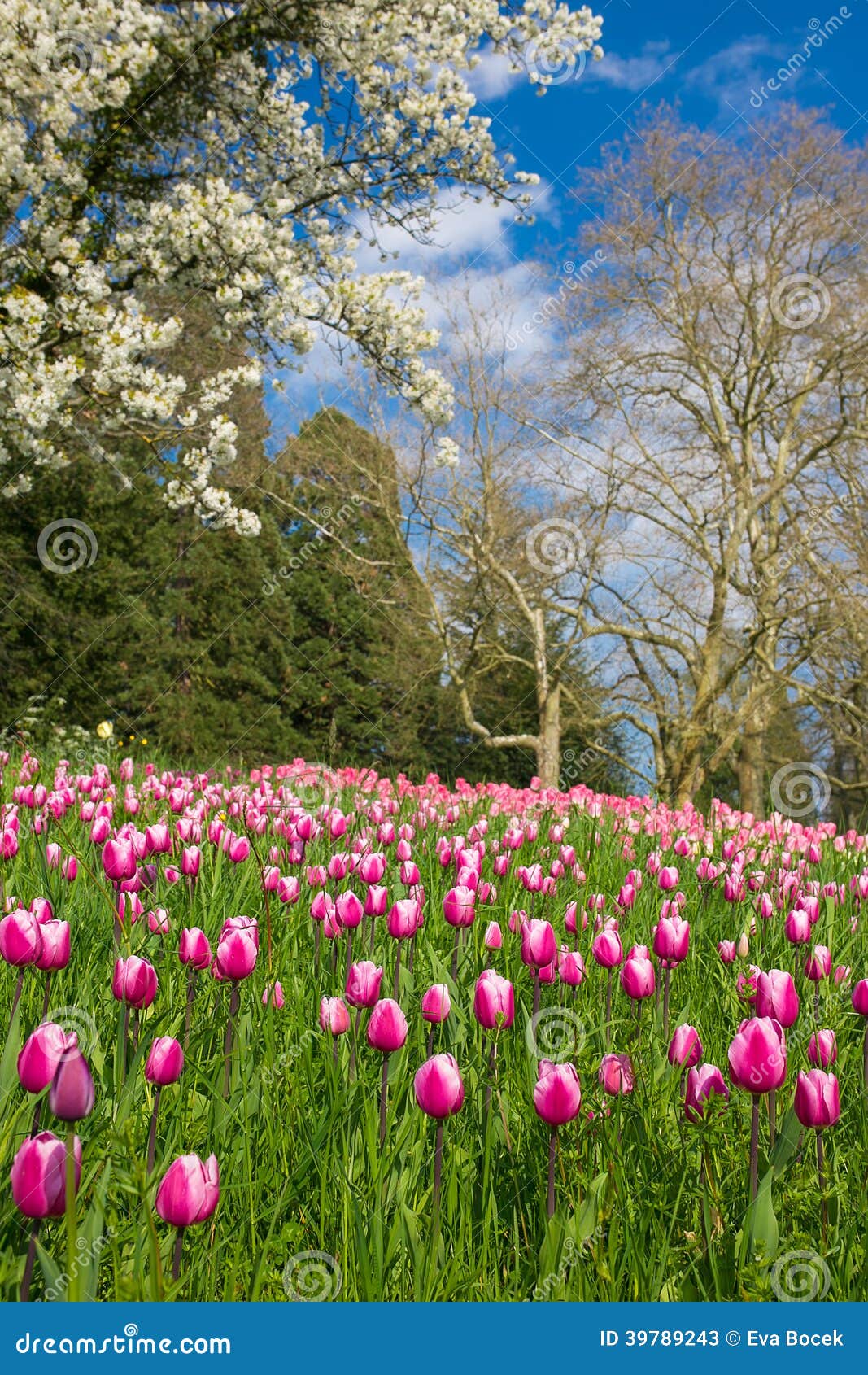 Pink Tulips on Spring Field Stock Image - Image of romantic, flower ...