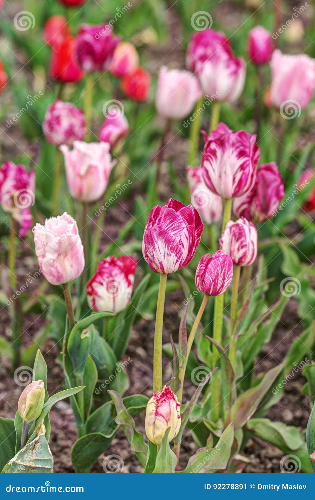 Pink Tulips in Spring Garden Stock Image - Image of floral, bright ...