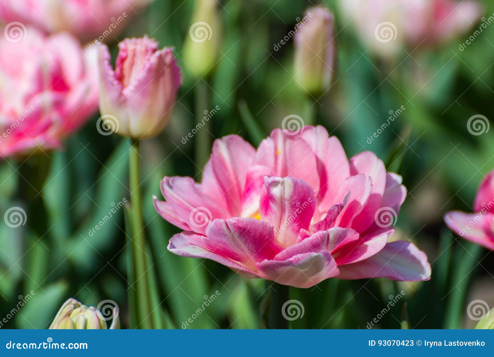 Pink Tulips in the Spring Garden. Springtime Flowering. Stock Image ...