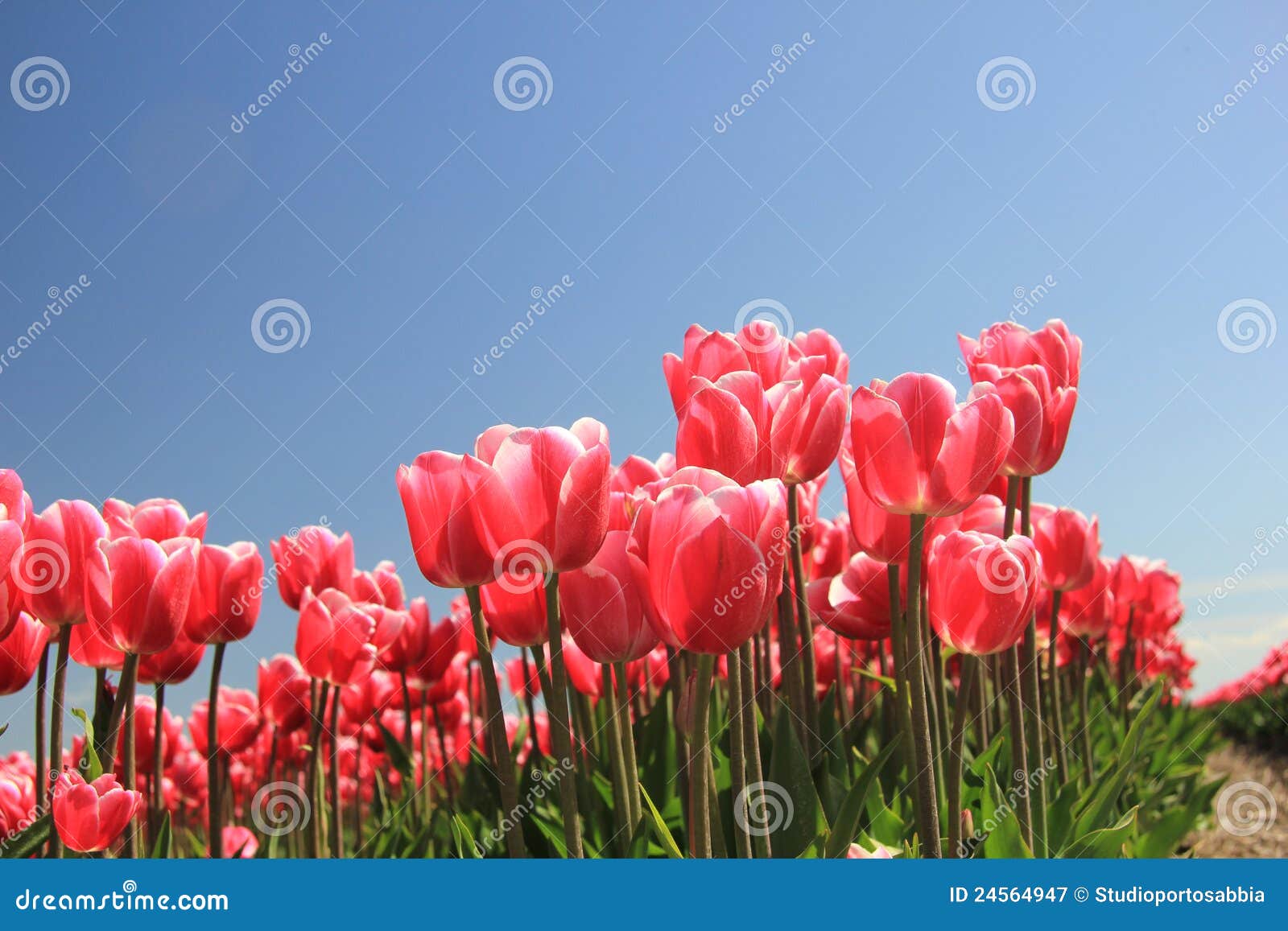 Pink tulips in sunlight stock image. Image of seasonal - 24564947