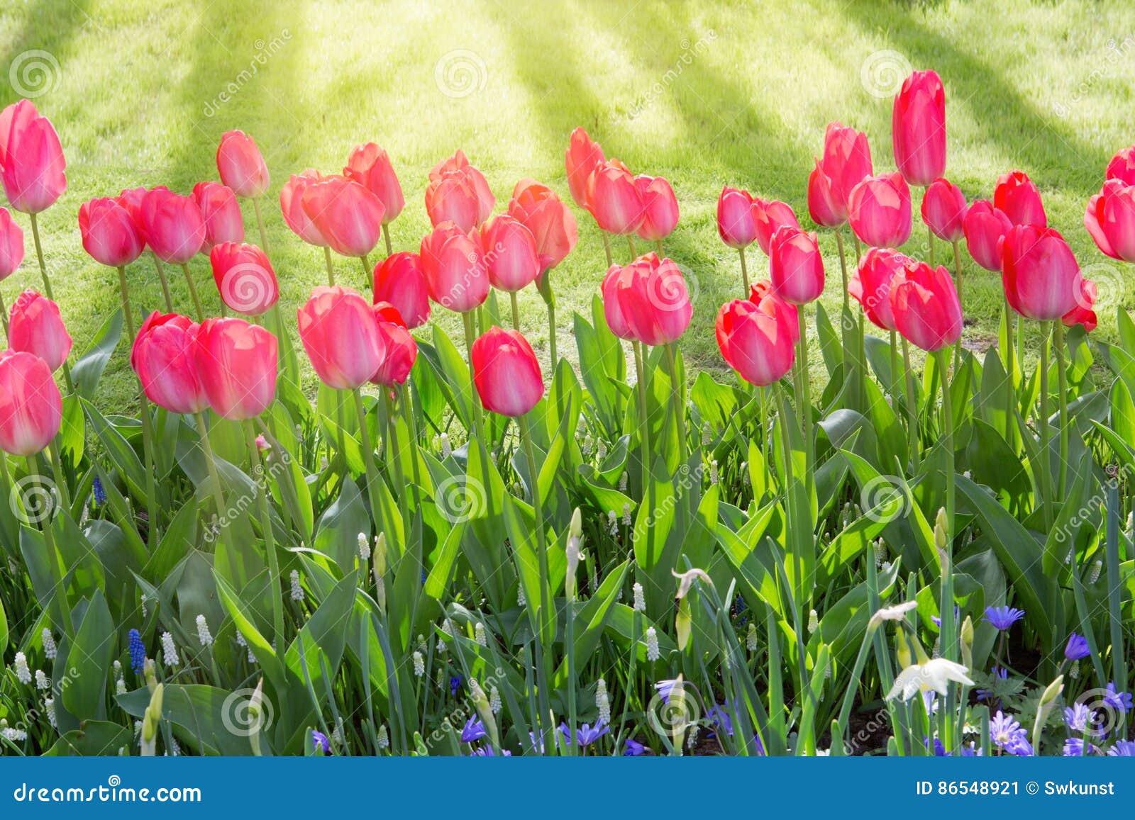Pink tulips and sunshine. stock image. Image of petal - 86548921