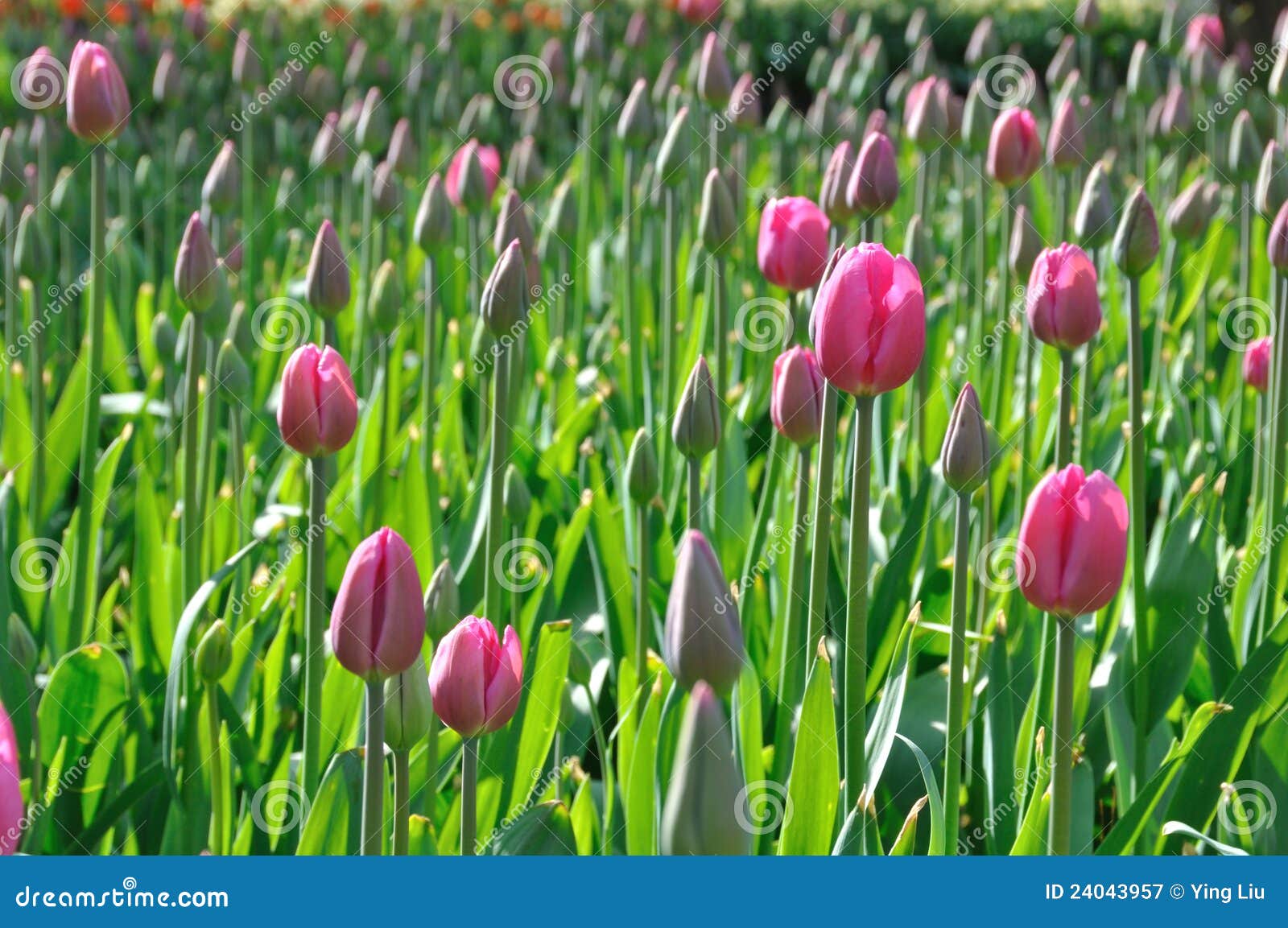Pink Tulips Thrive in the Sunshine Stock Image - Image of tulip ...