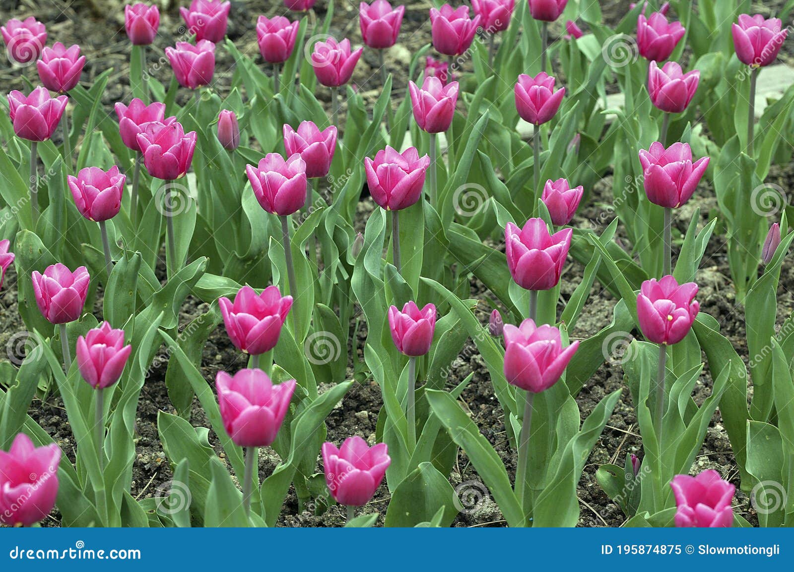Pink Tulips, Tulipa Triomphe Marathon Champion Stock Image - Image of ...