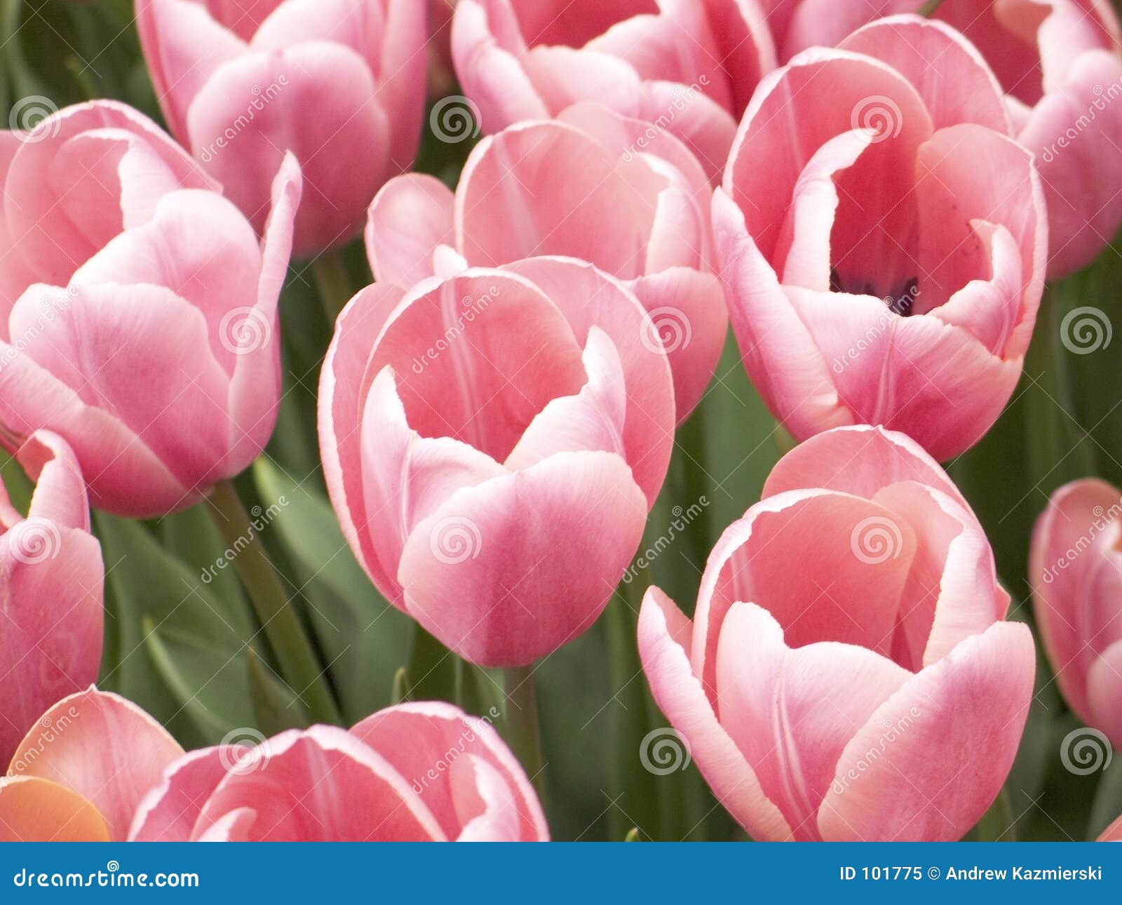 Pink Tulips Up Close stock image. Image of macro, close - 101775