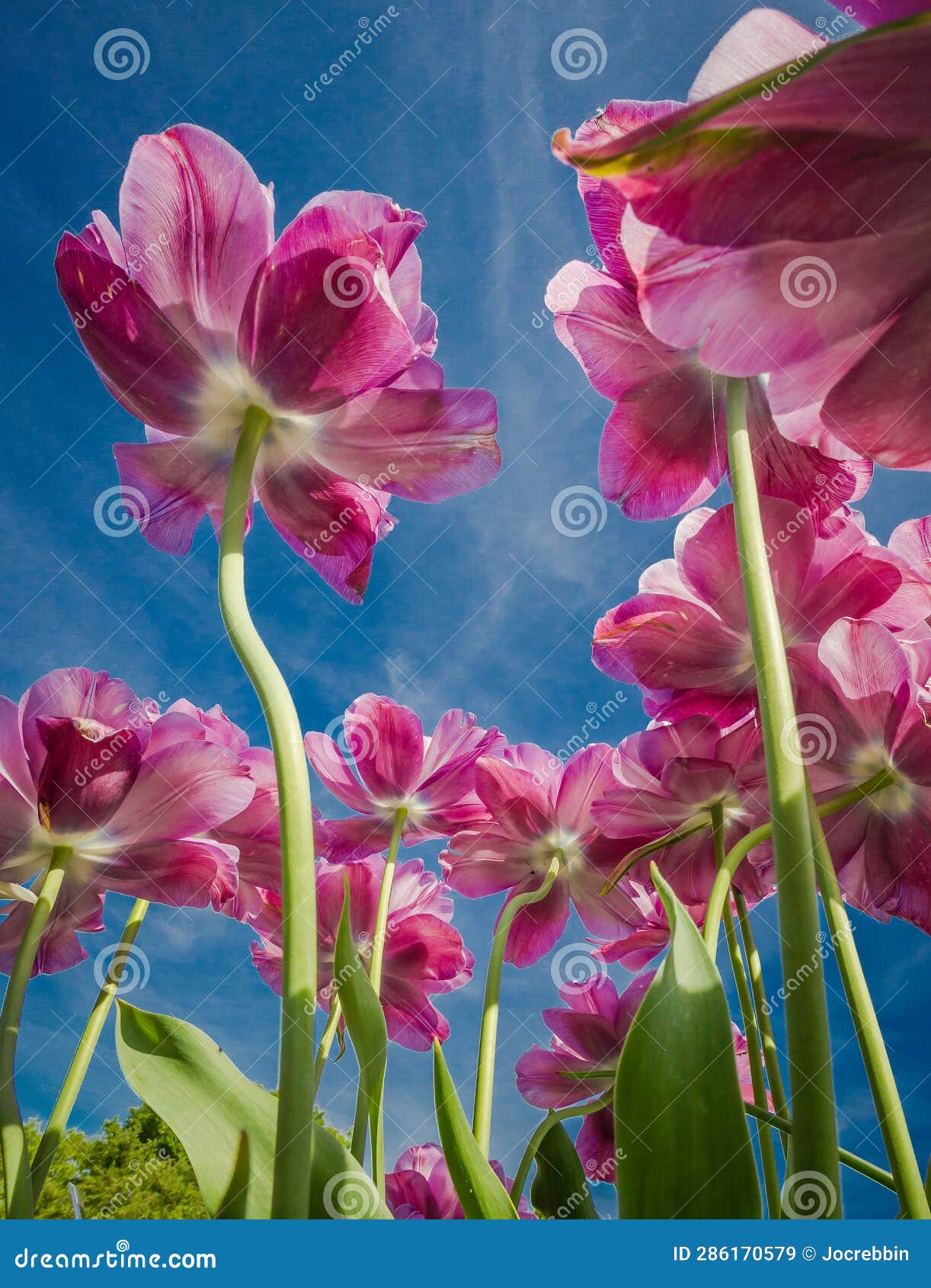 Pink Tullips from Underneath with Blue Sky Background-Edit Stock Image ...