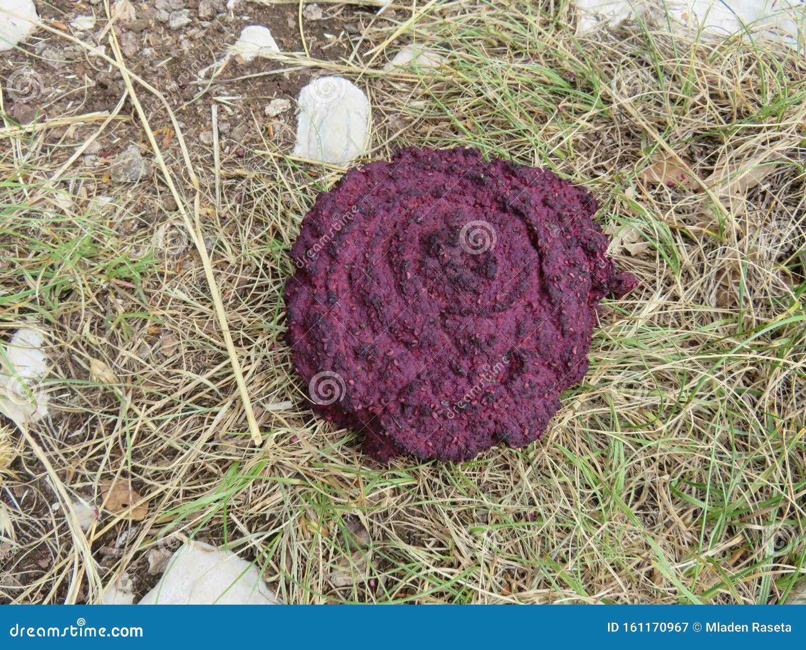 Pink turd on hiking trail stock image. Image of orjen - 161170967